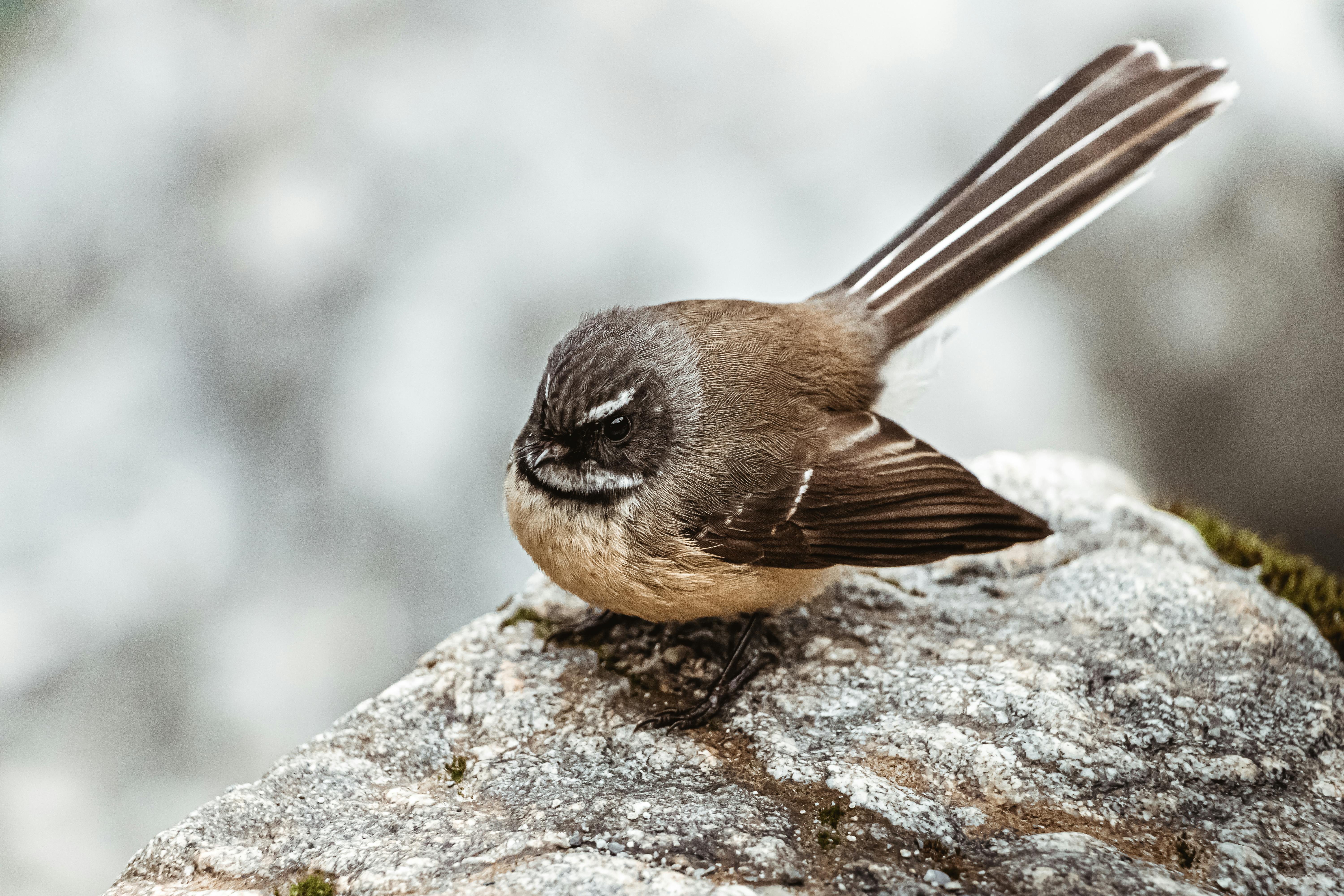 Fantail Photos, Download The BEST Free Fantail Stock Photos & HD Images