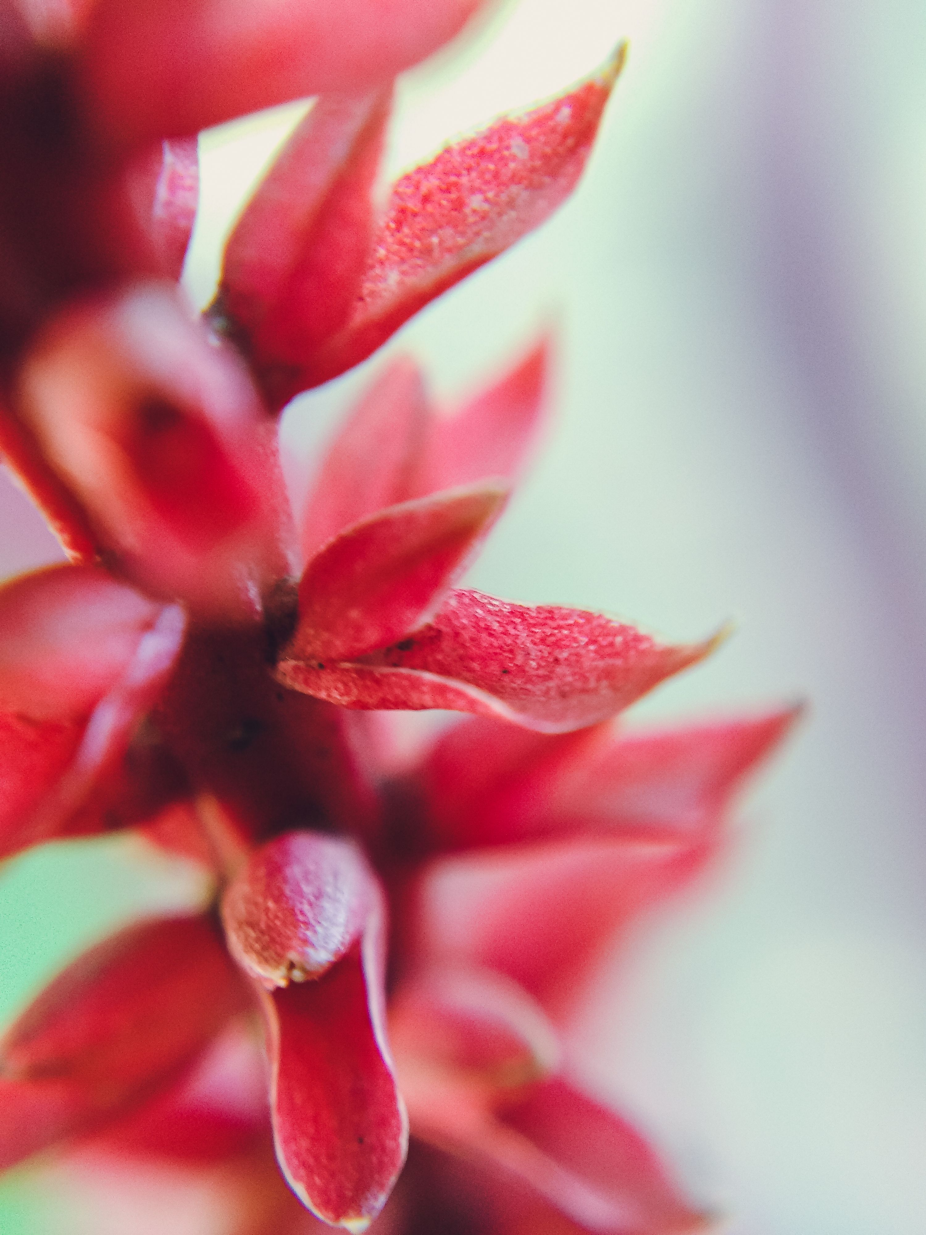 Macro Photography of a Red Flower · Free Stock Photo