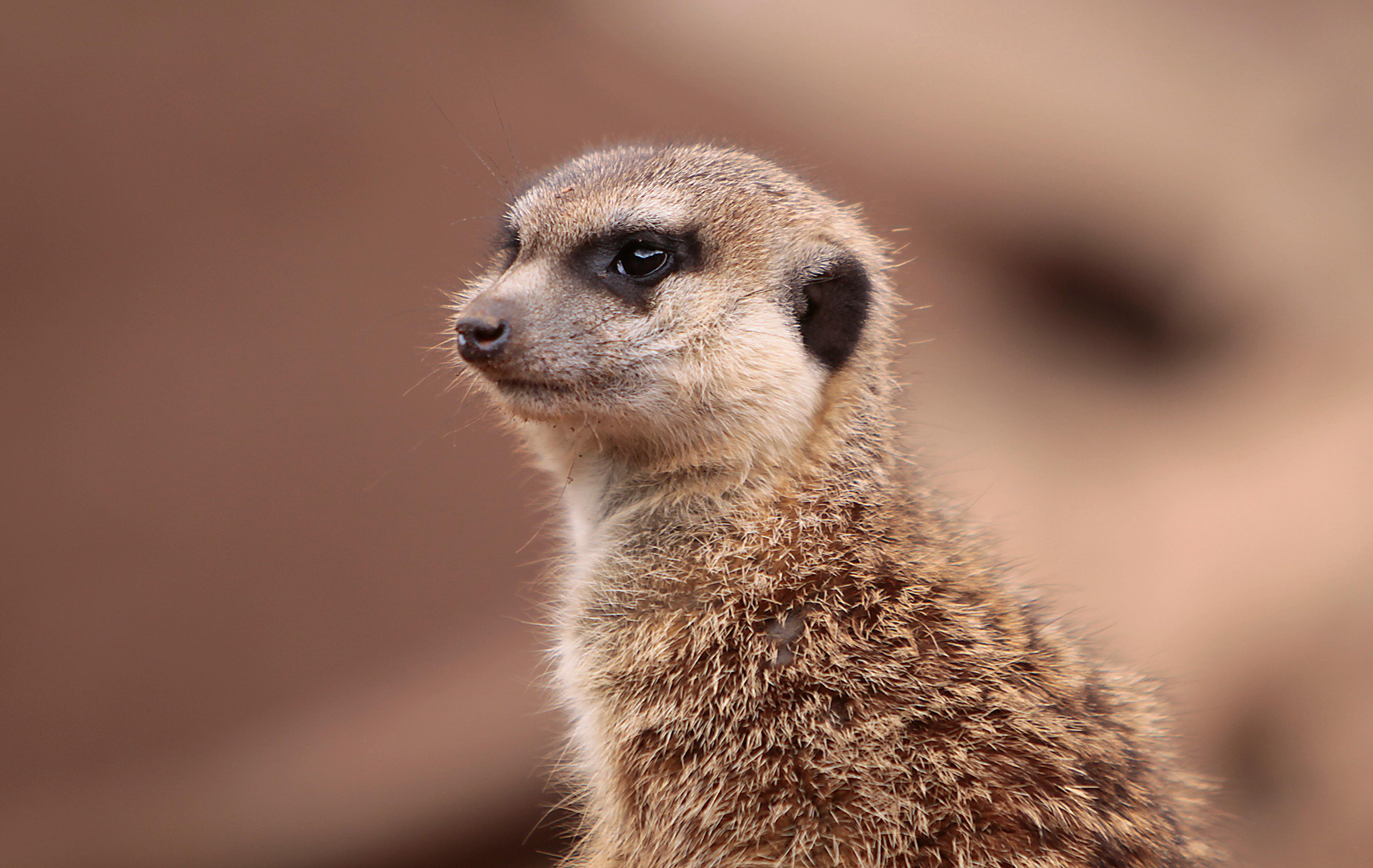 10+ Bästa Surikater-foton · 100 % gratis nedladdning · Pexels stockfoton