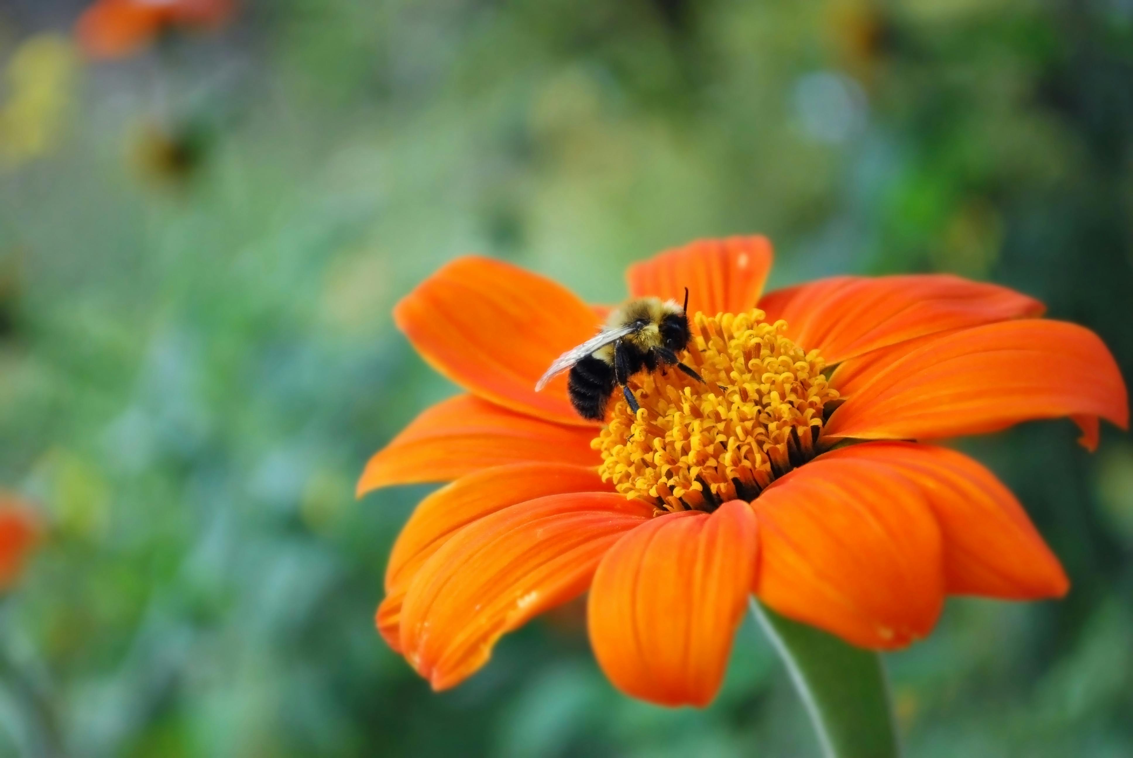 Selective Focus Photography of Bee on Flower · Free Stock Photo