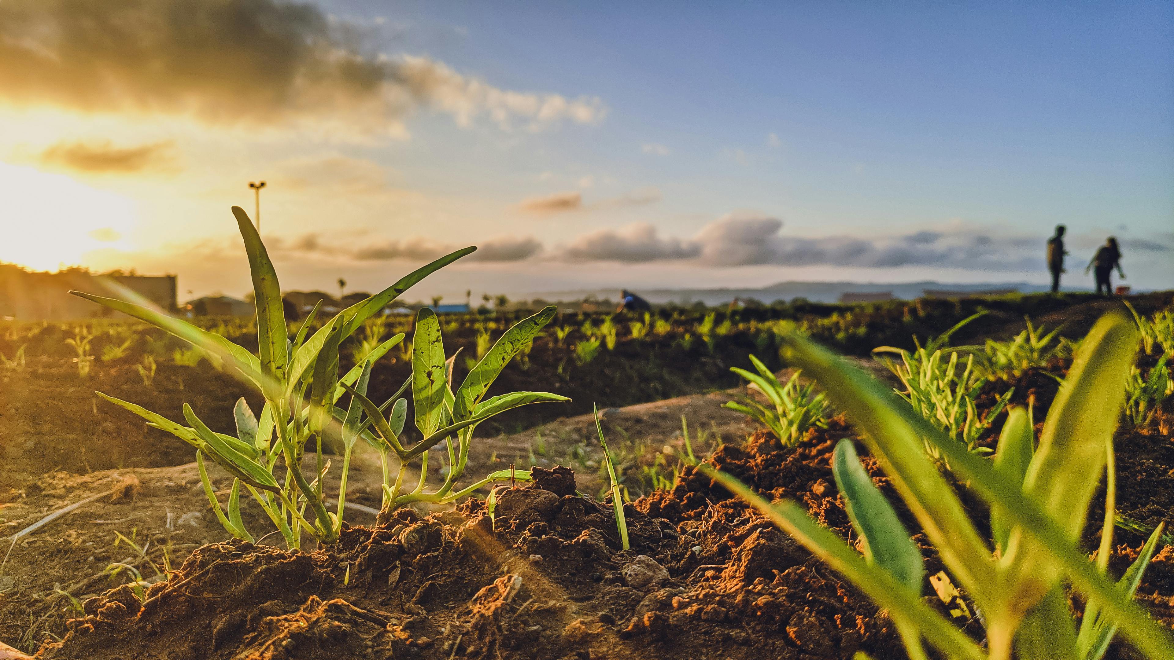 Green Plants on Cropland · Free Stock Photo