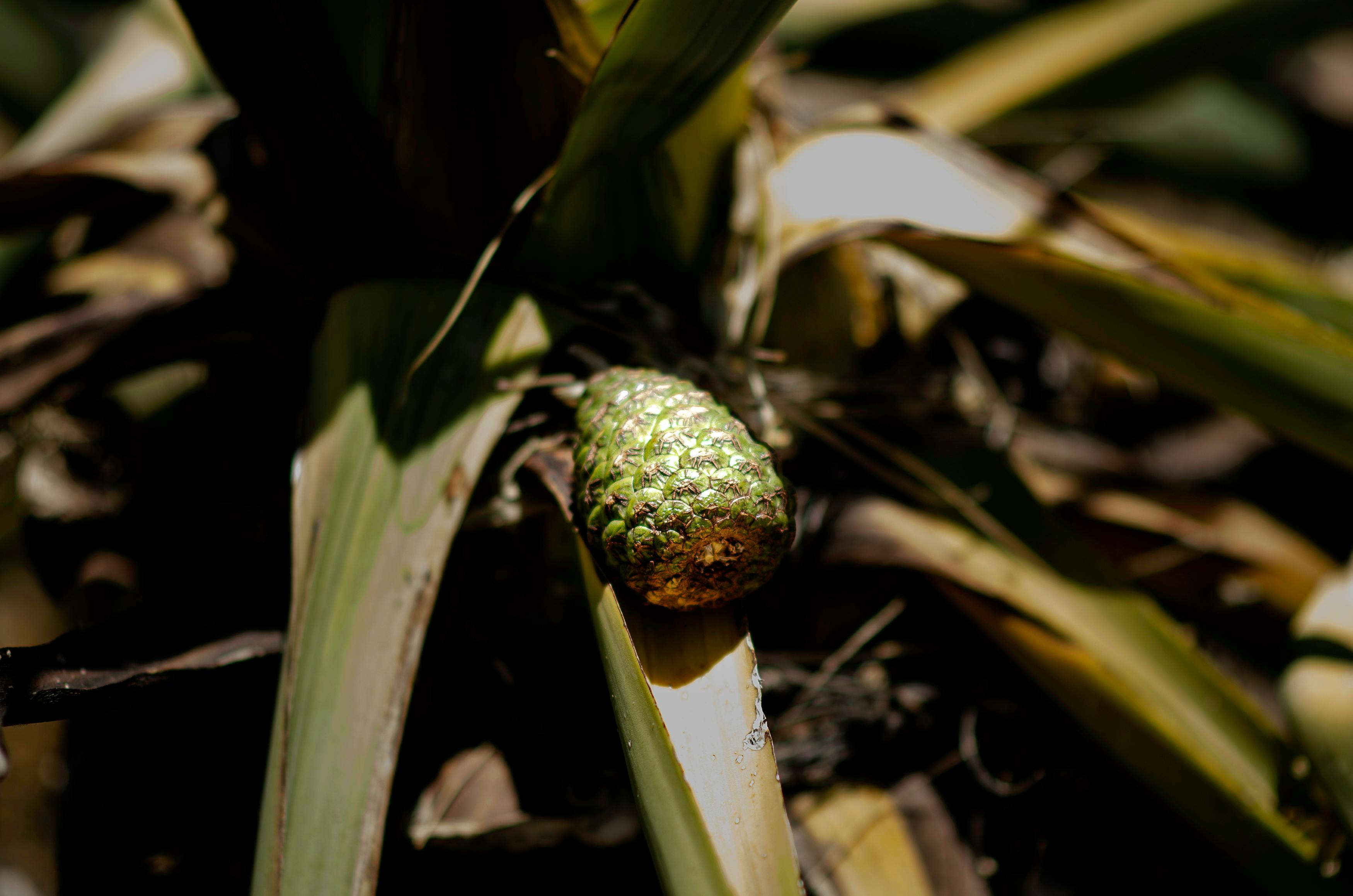 Pandanus Pygmaeus Photos, Download Free Pandanus Pygmaeus Stock Photos ...