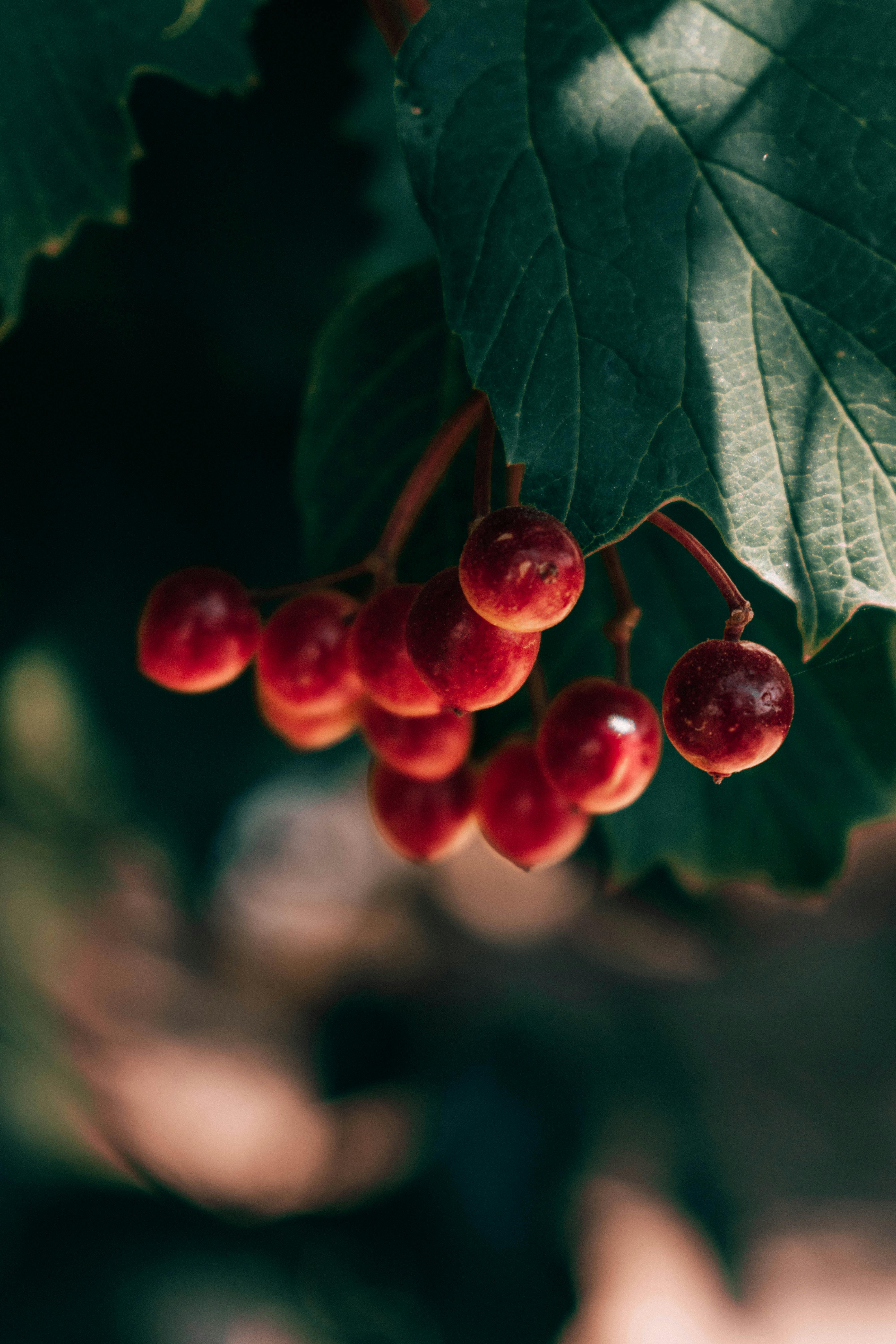 Macro Photograph of red berries · Free Stock Photo