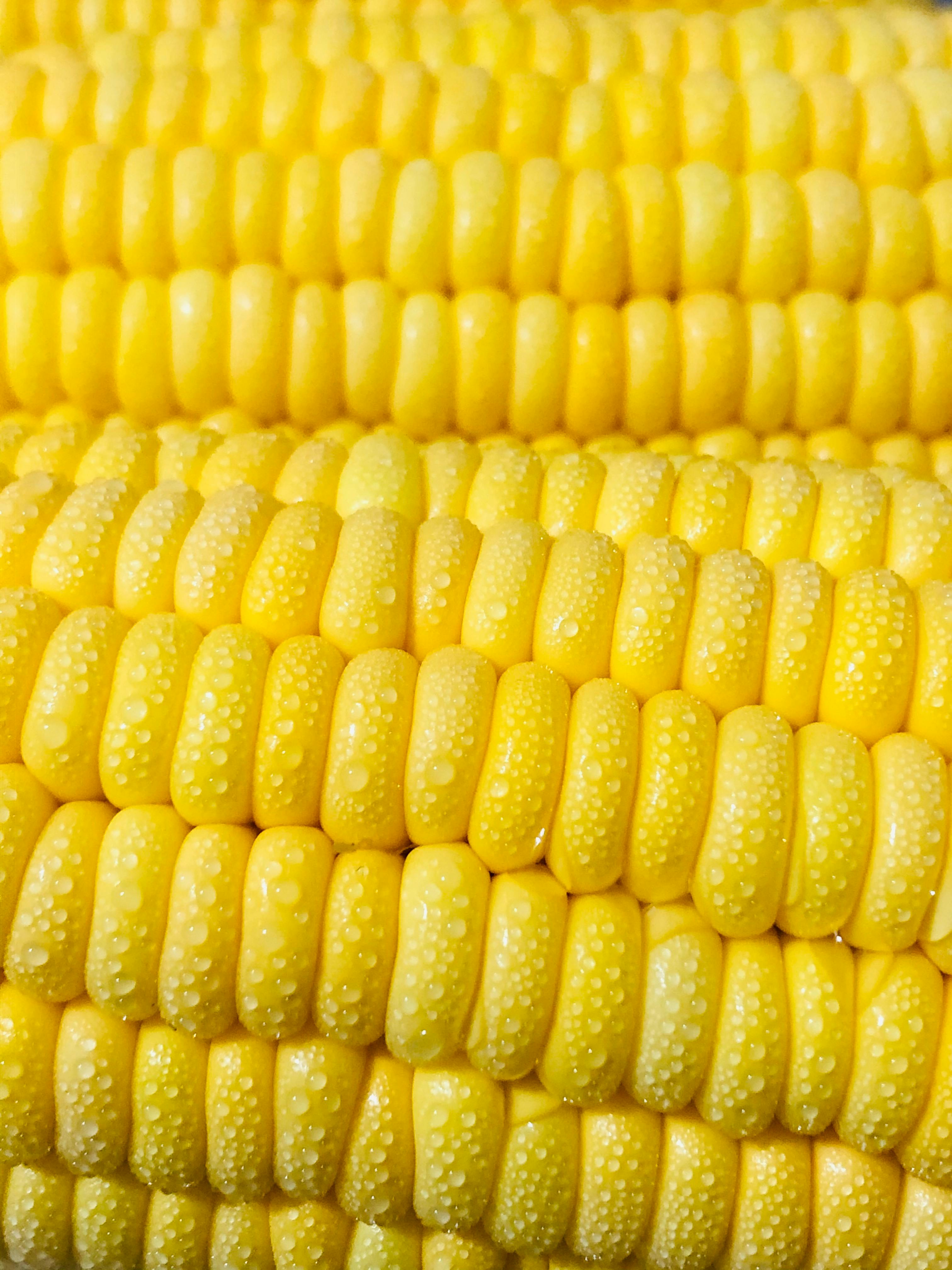 Corns Photos, Download The BEST Free Corns Stock Photos & HD Images