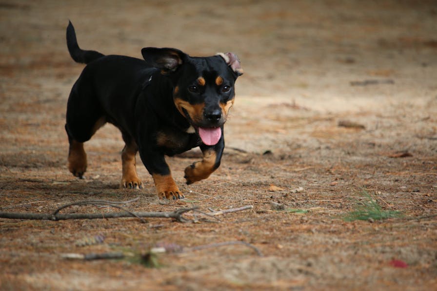 Discover the Pinscher: Breed Characteristics and Care Guide
