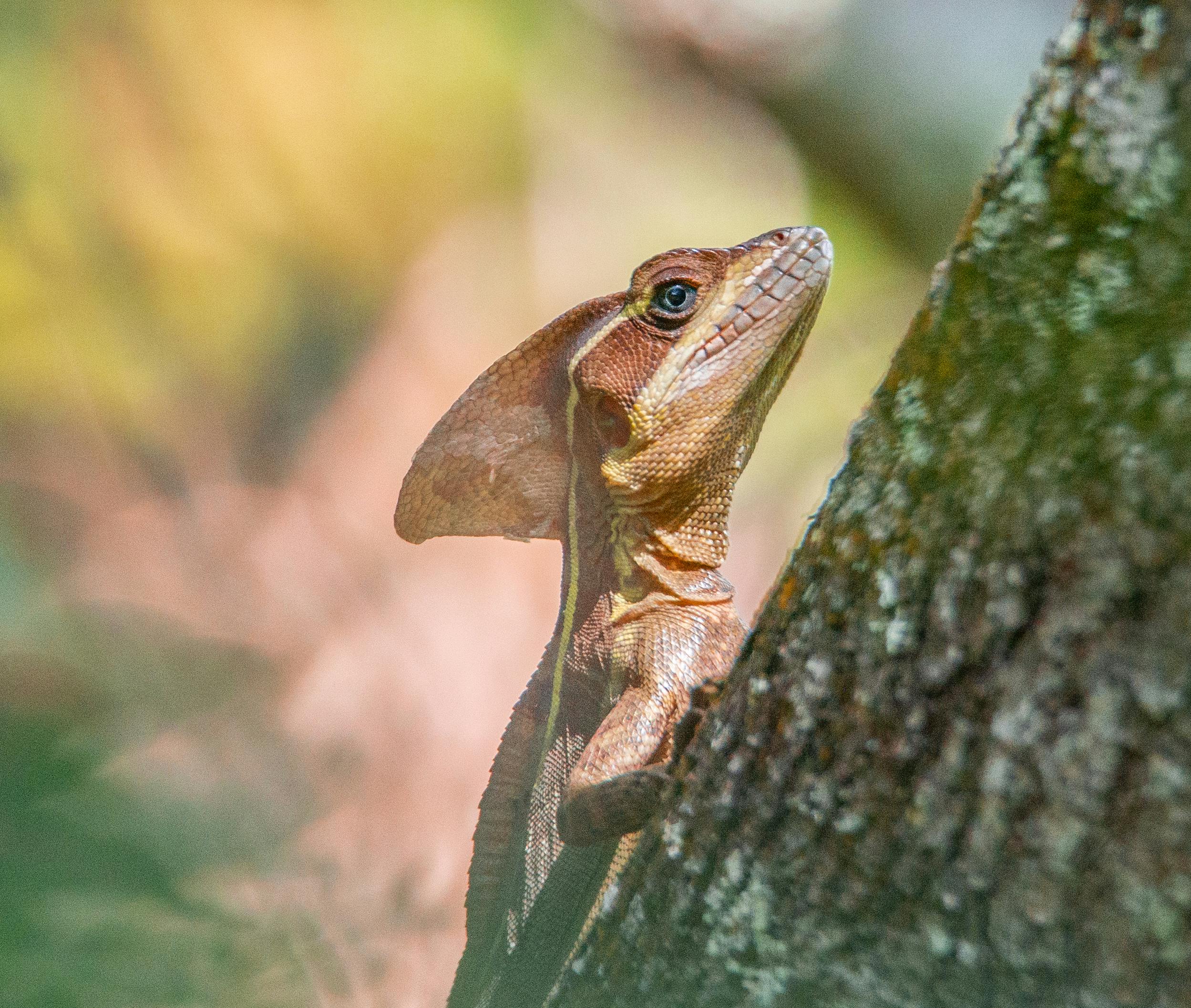 Micro Photography of a Gecko · Free Stock Photo