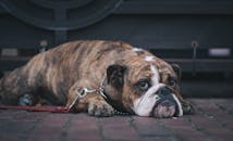 Free stock photo of animal, bulldog, dog