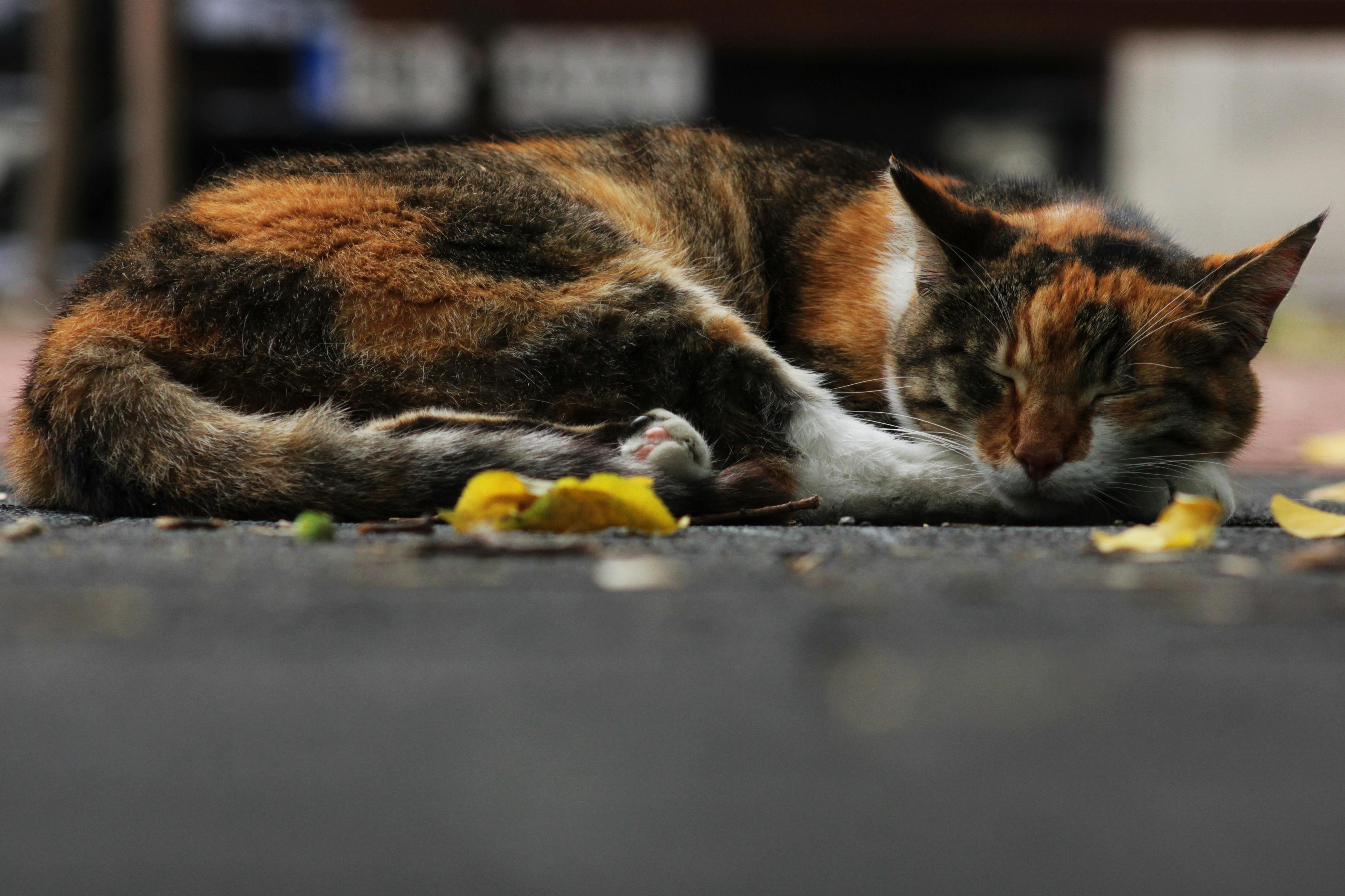Cat Lying Down · Free Stock Photo