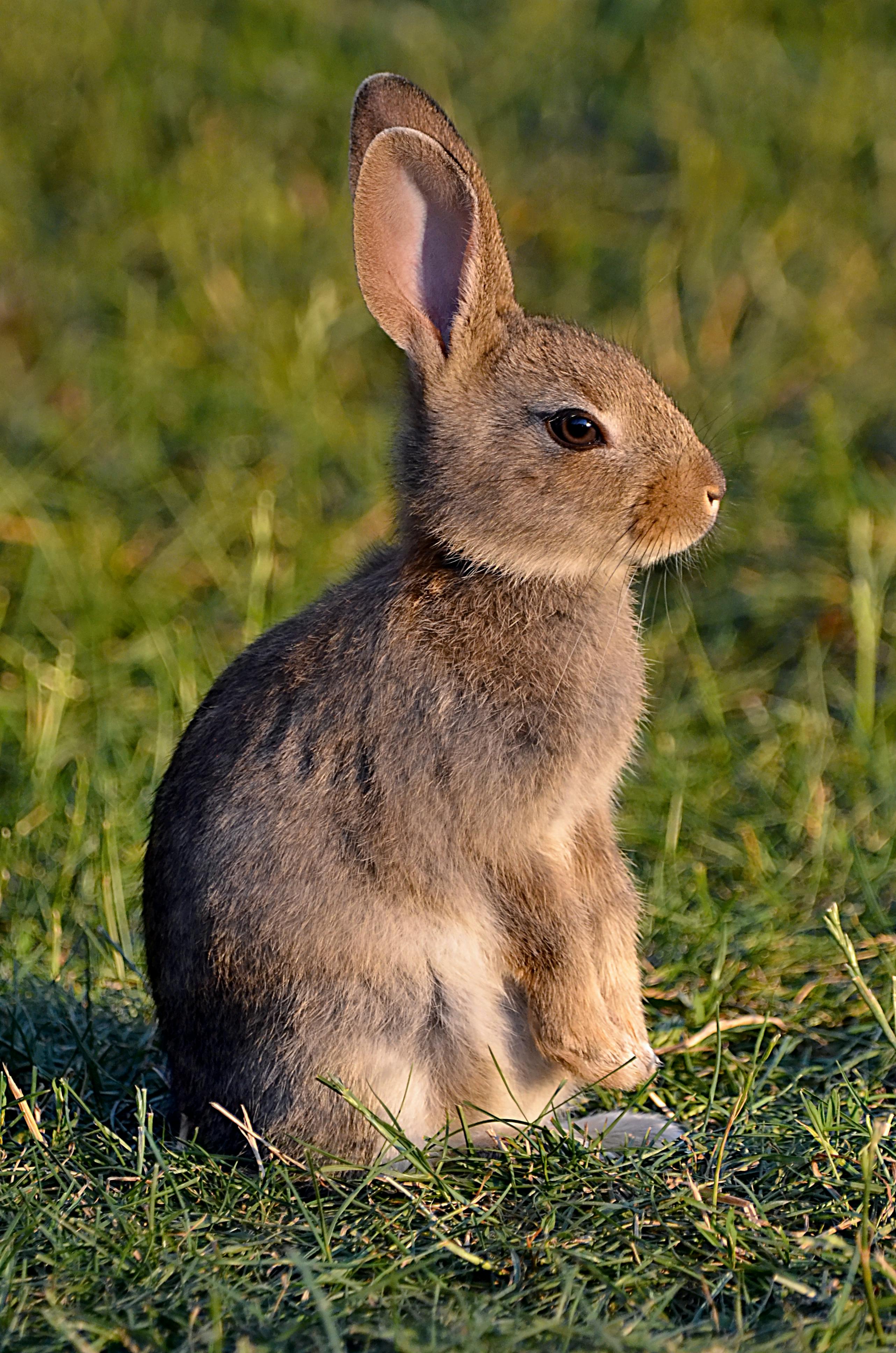 Selective Focus Photo of Rabbit · Free Stock Photo