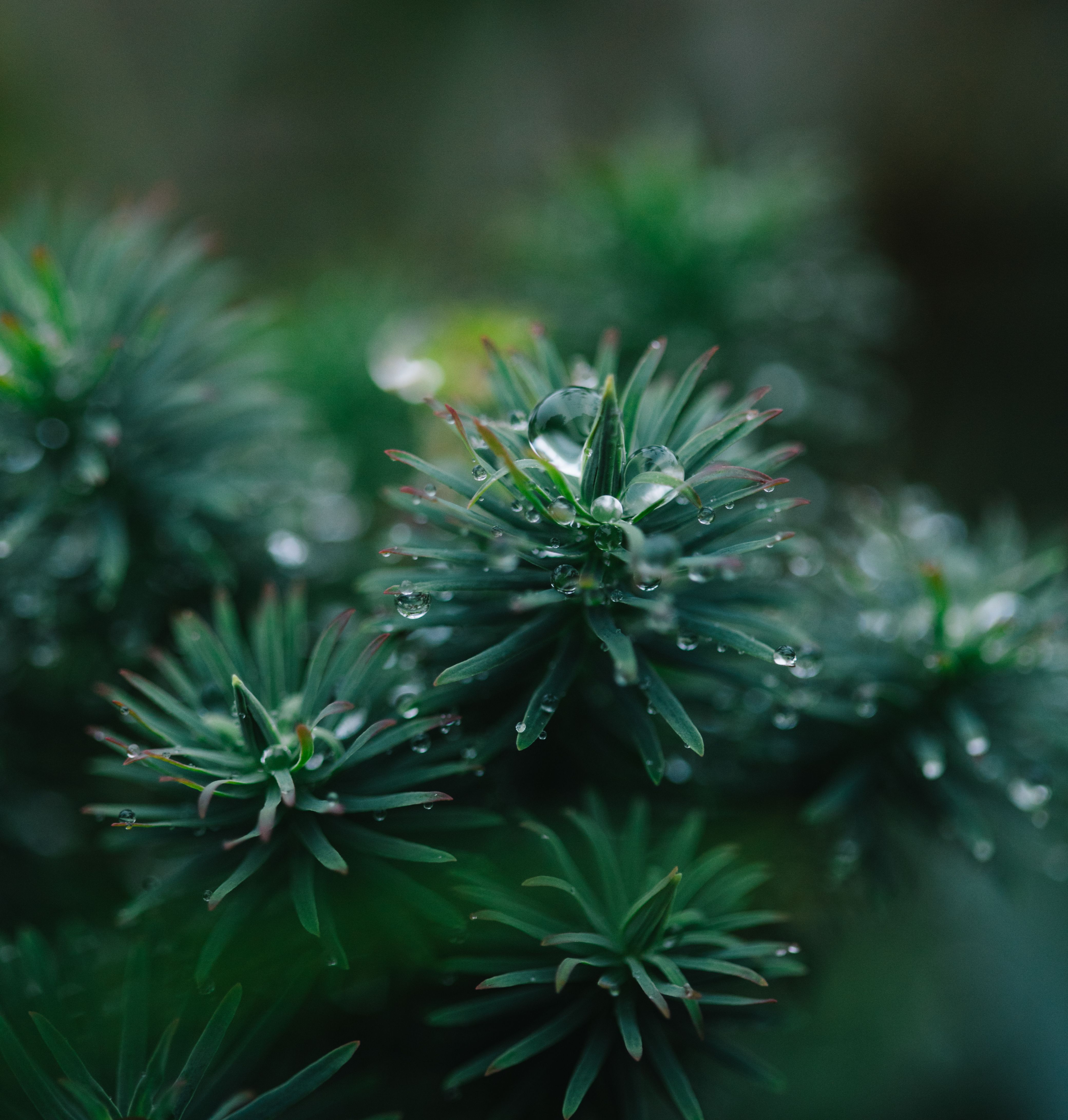Green plant with shiny dew in forest · Free Stock Photo