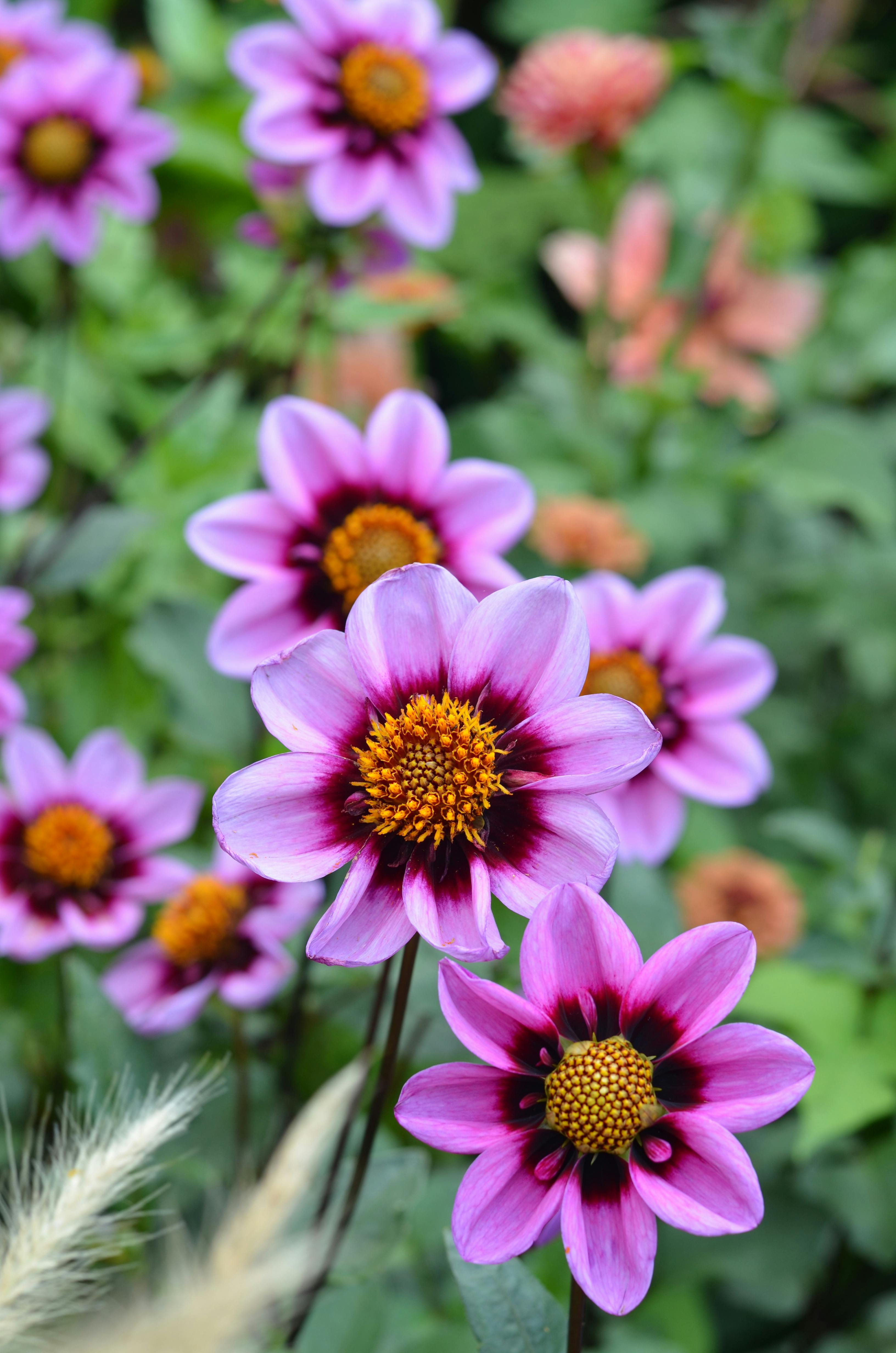 Plant With Flowers · Free Stock Photo