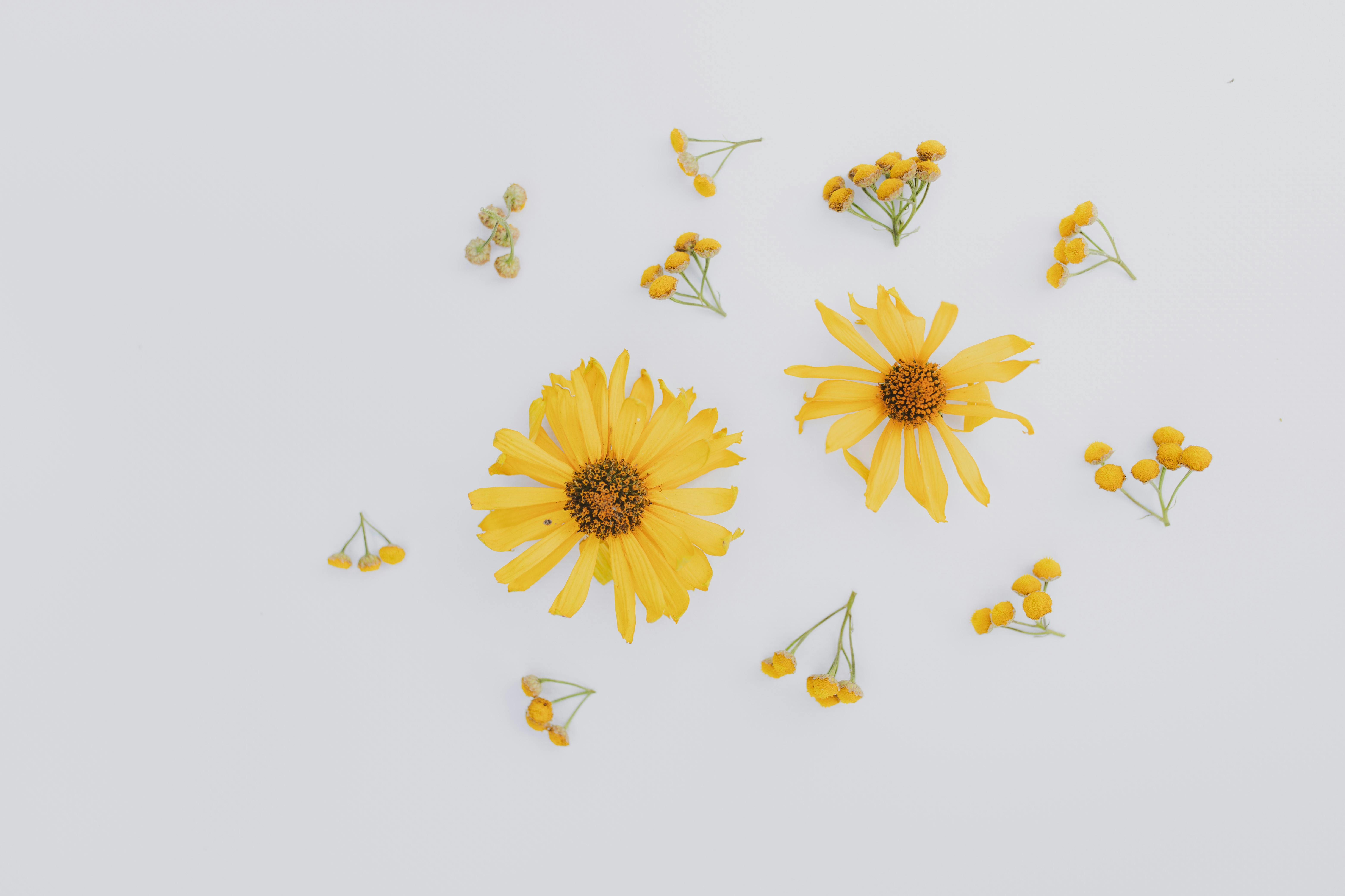 Sunflower Minimal Photos, Download The BEST Free Sunflower Minimal ...