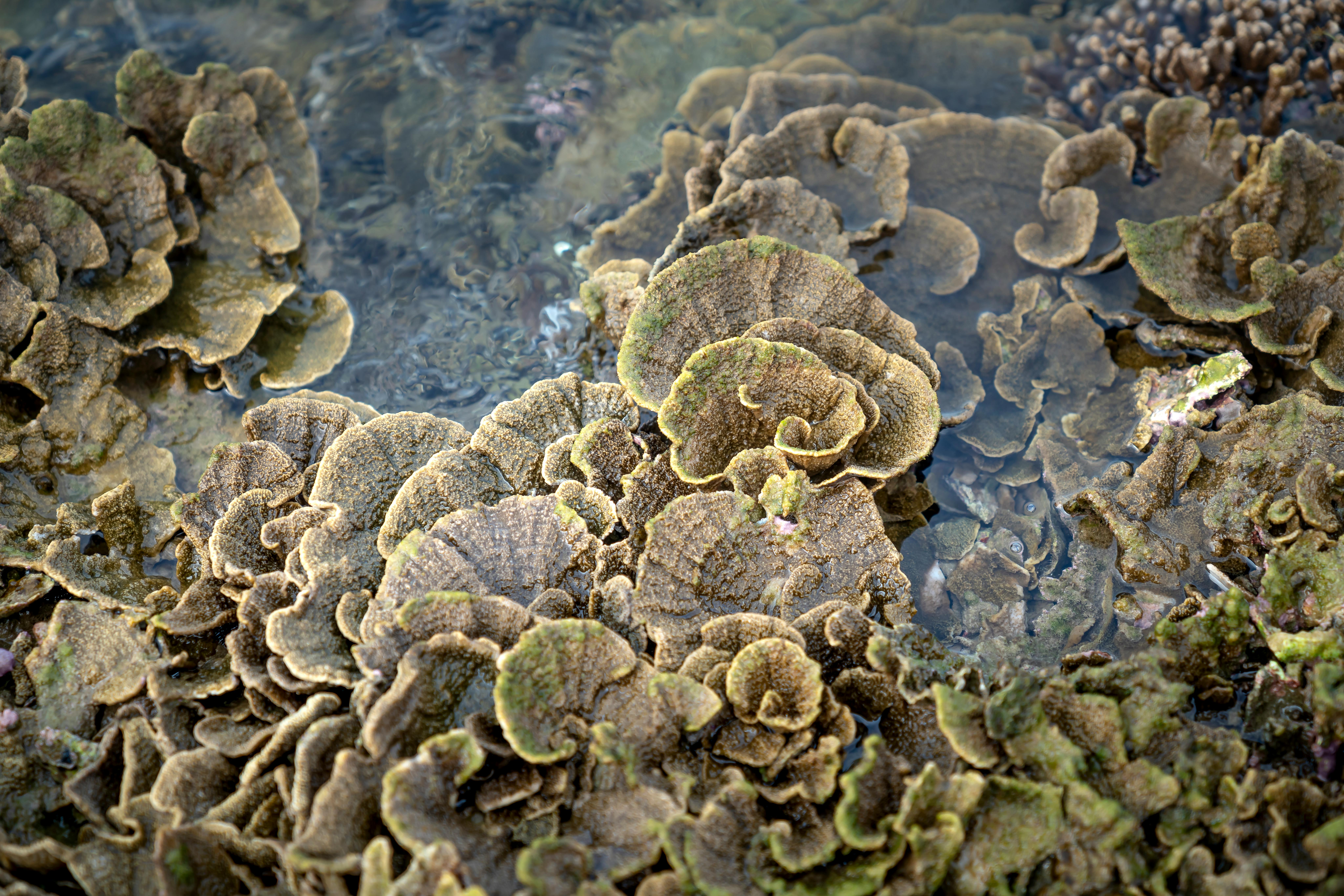 Curvy Turbinaria reniformis corals growing near seashore · Free Stock Photo