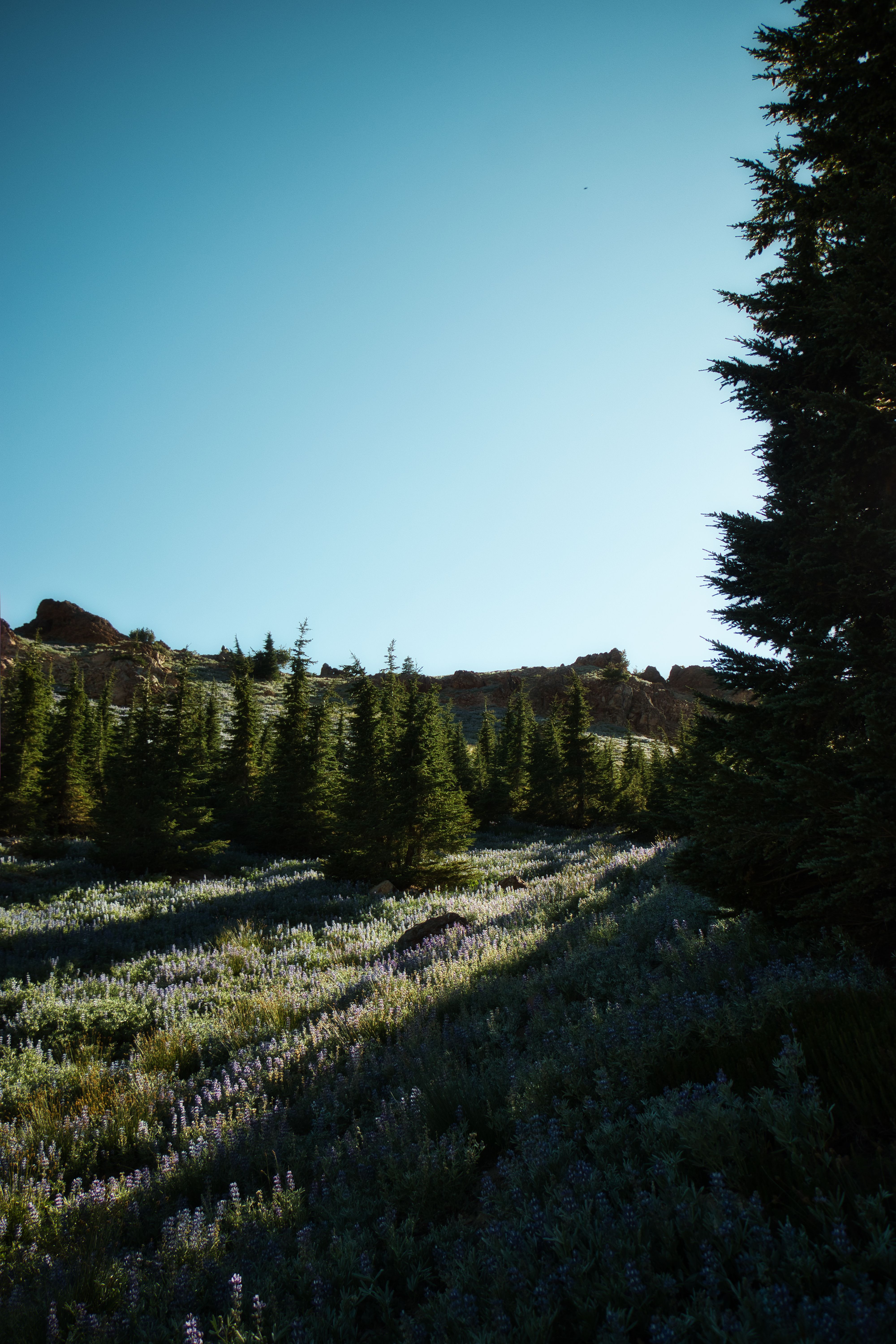 Fir forest against blue sky in highlands · Free Stock Photo