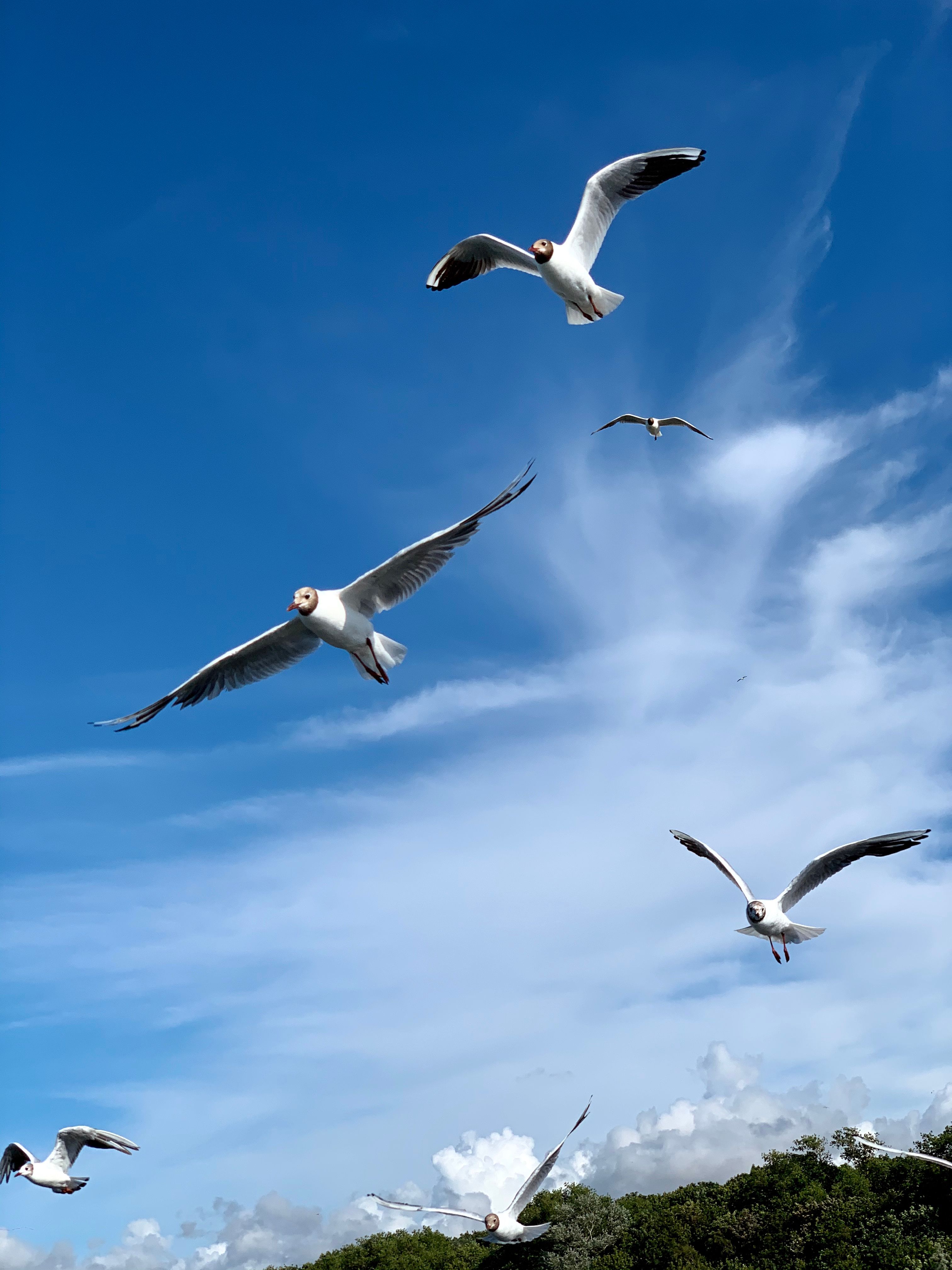 Flock of Birds Flying · Free Stock Photo