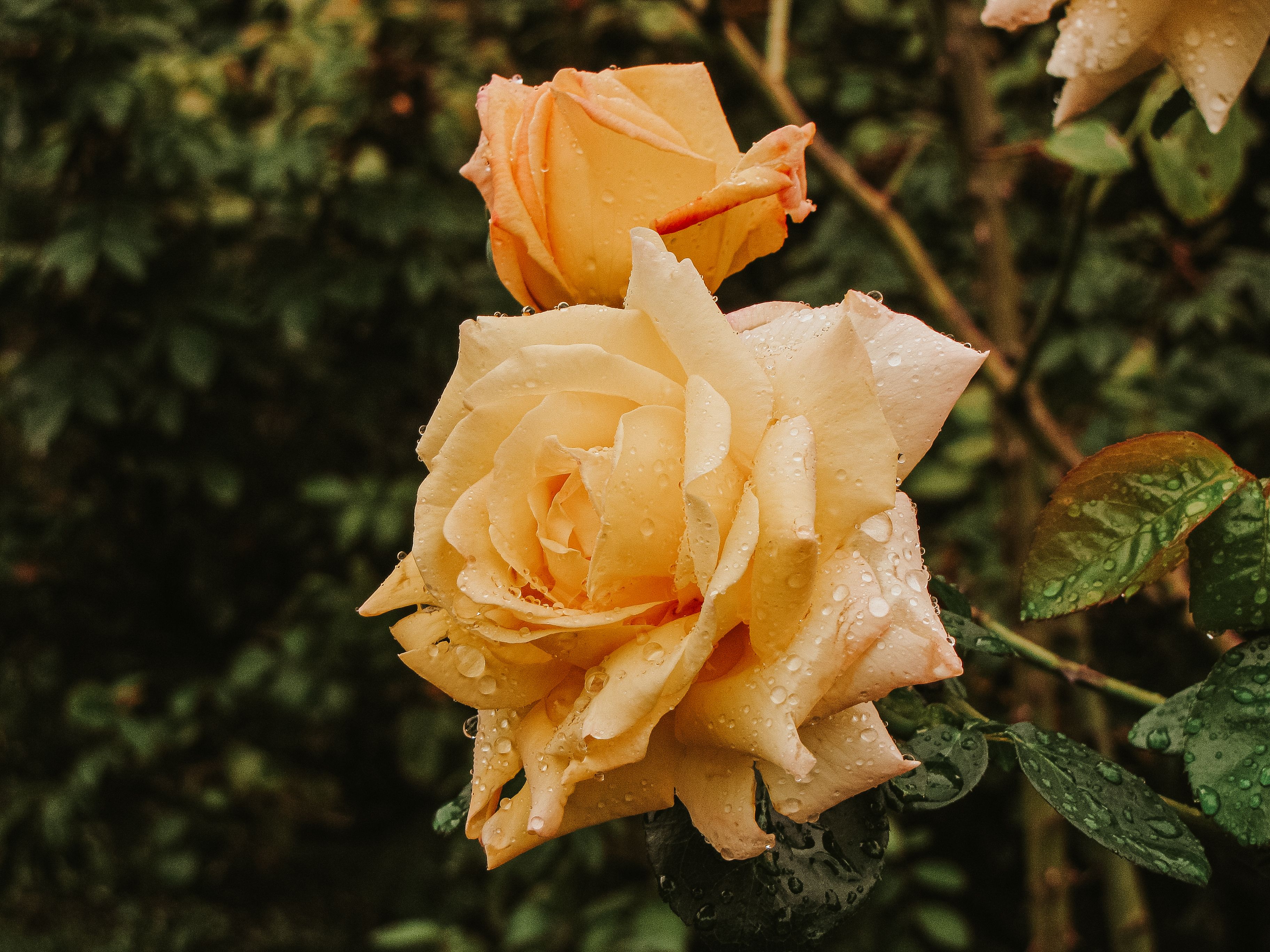 Yellow Rose in Bloom · Free Stock Photo