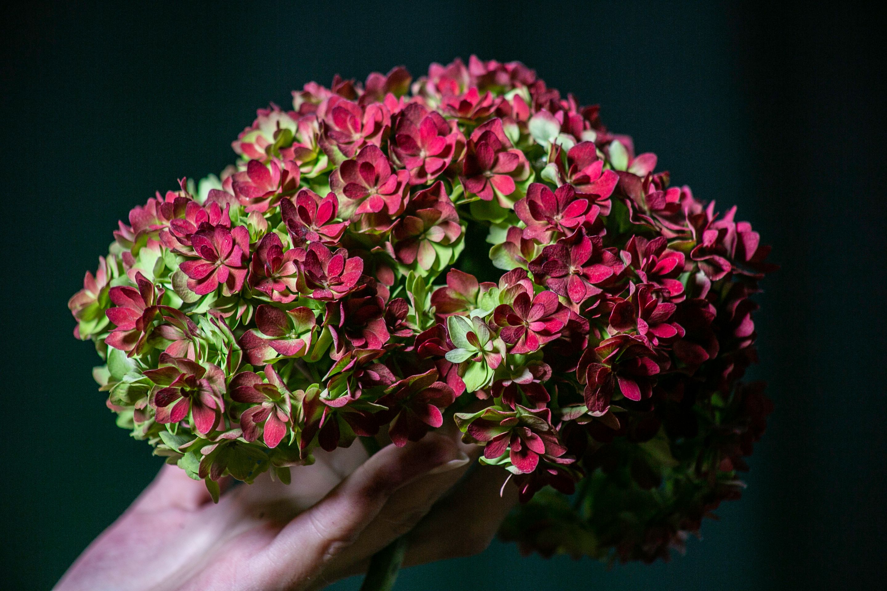 A Close-up Shot of a Beautiful Flower · Free Stock Photo
