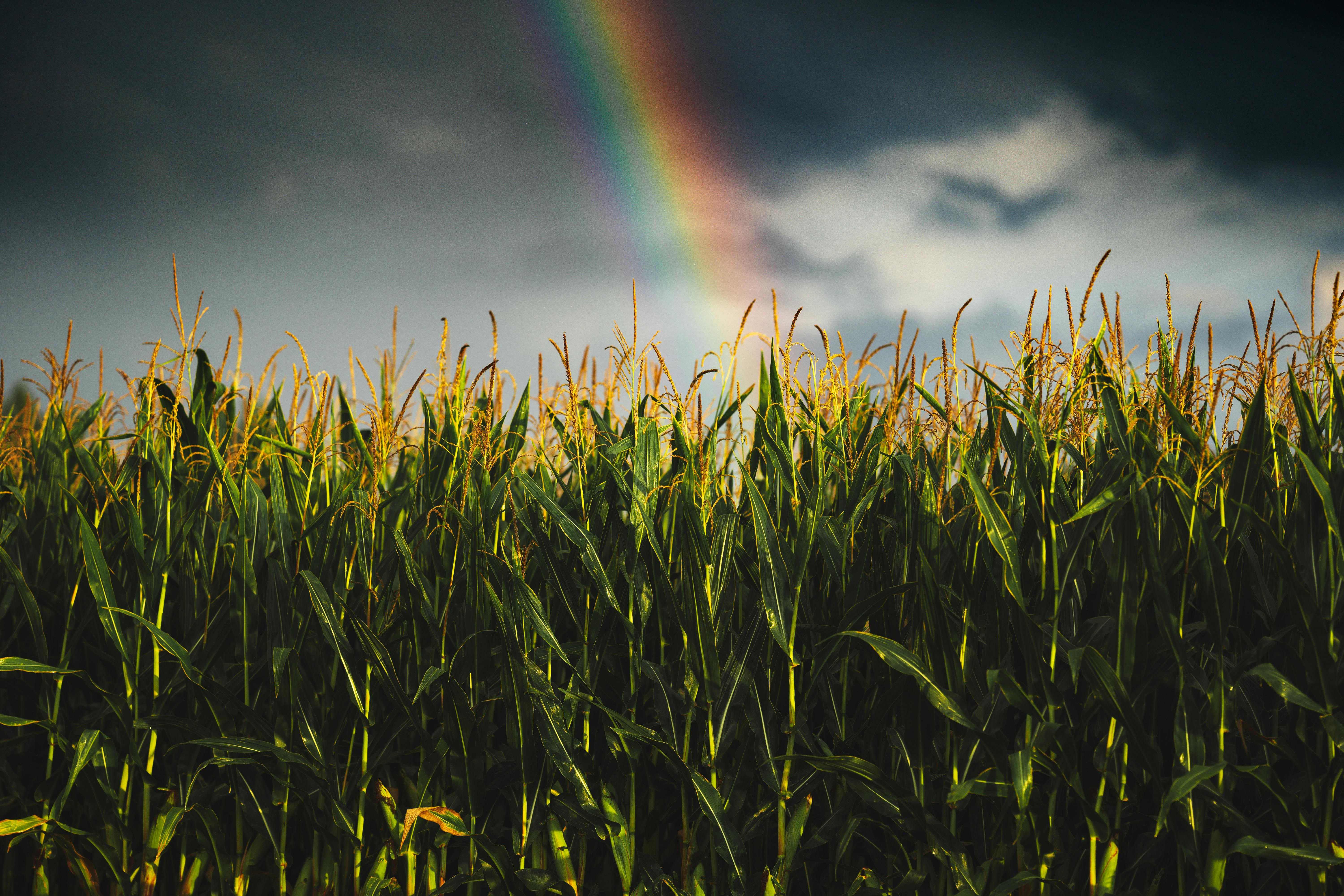 Green Field Under Rainbow · Free Stock Photo