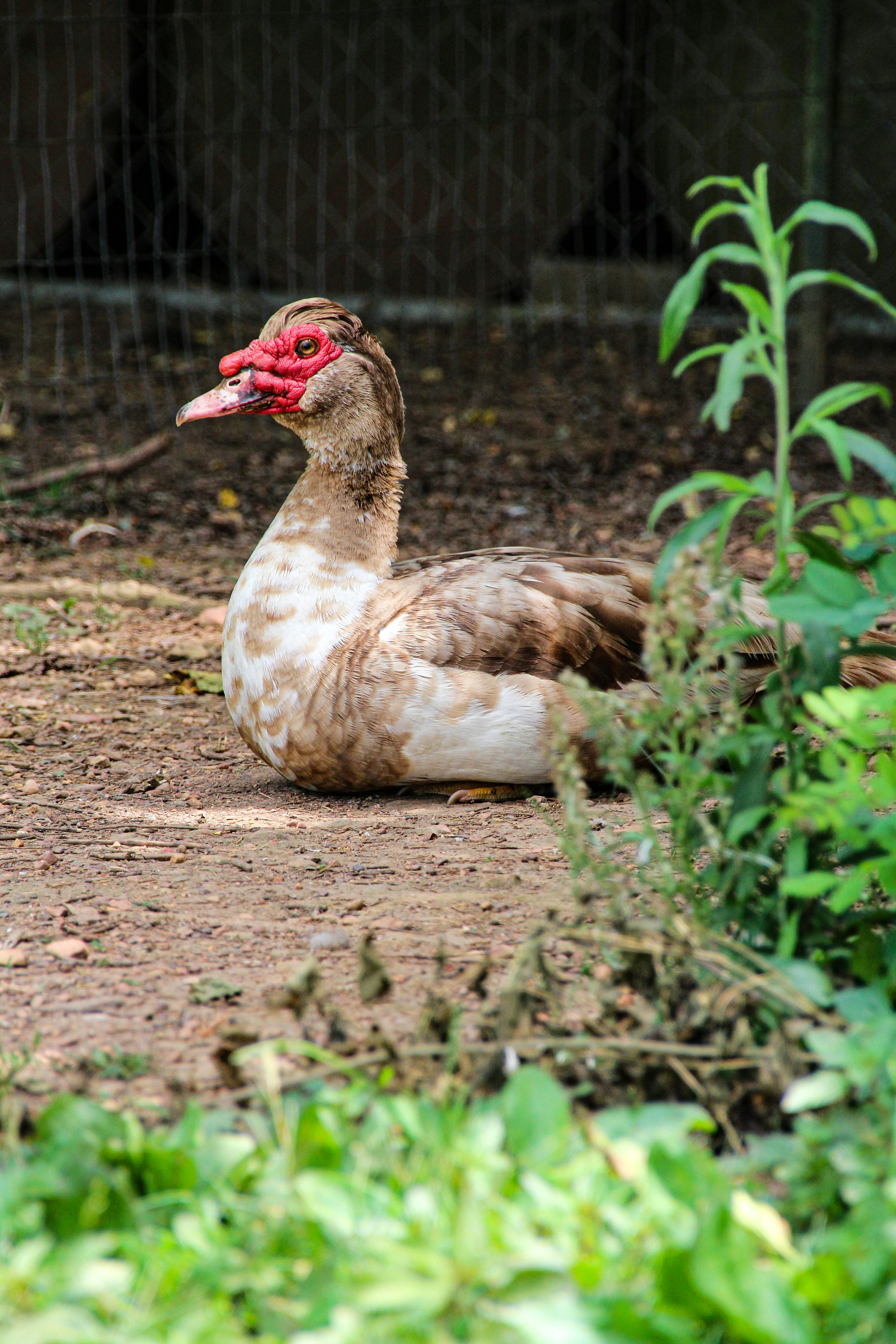 Duck Sitting on the Ground · Free Stock Photo