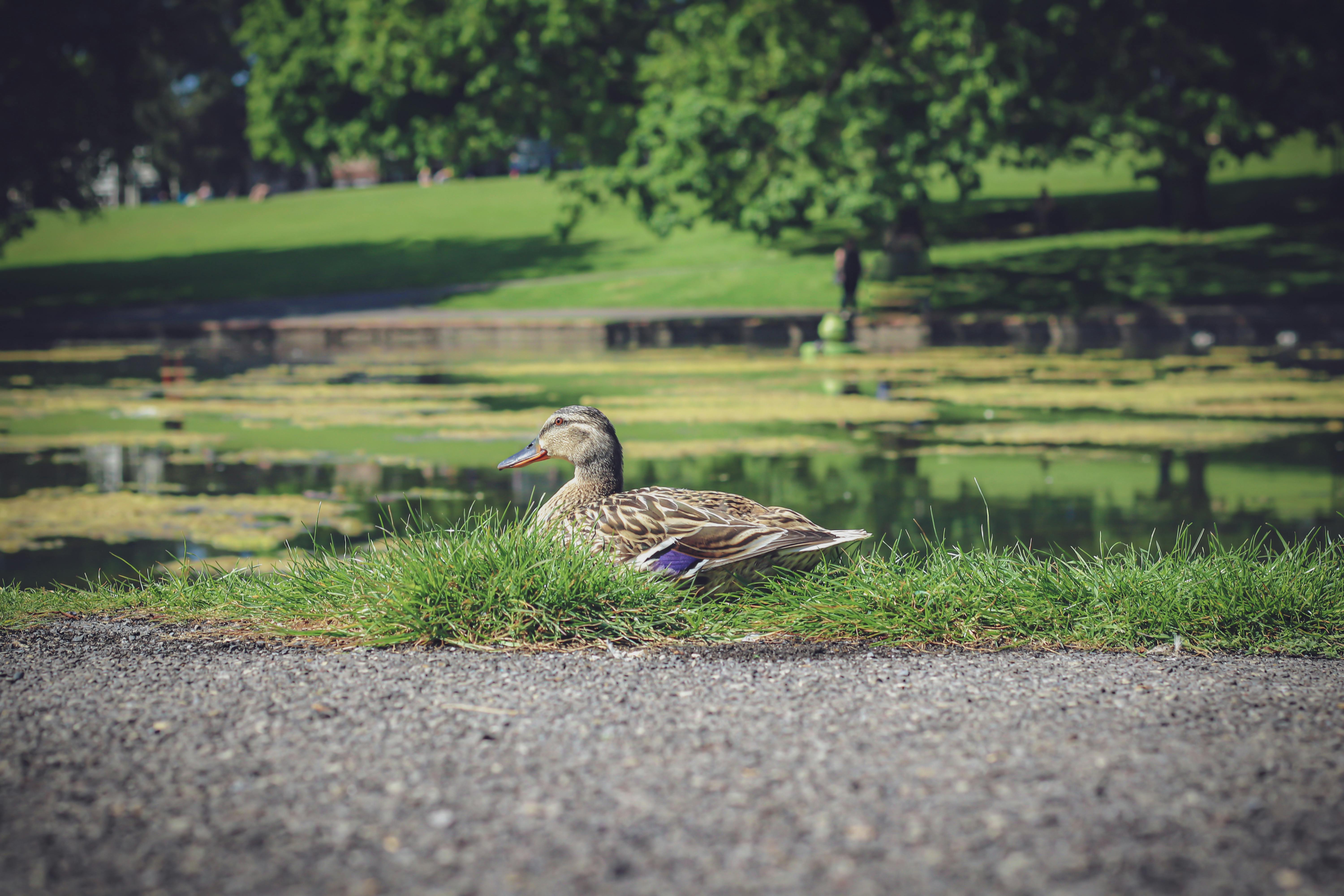 Duck In A Tree Photos, Download The BEST Free Duck In A Tree Stock ...