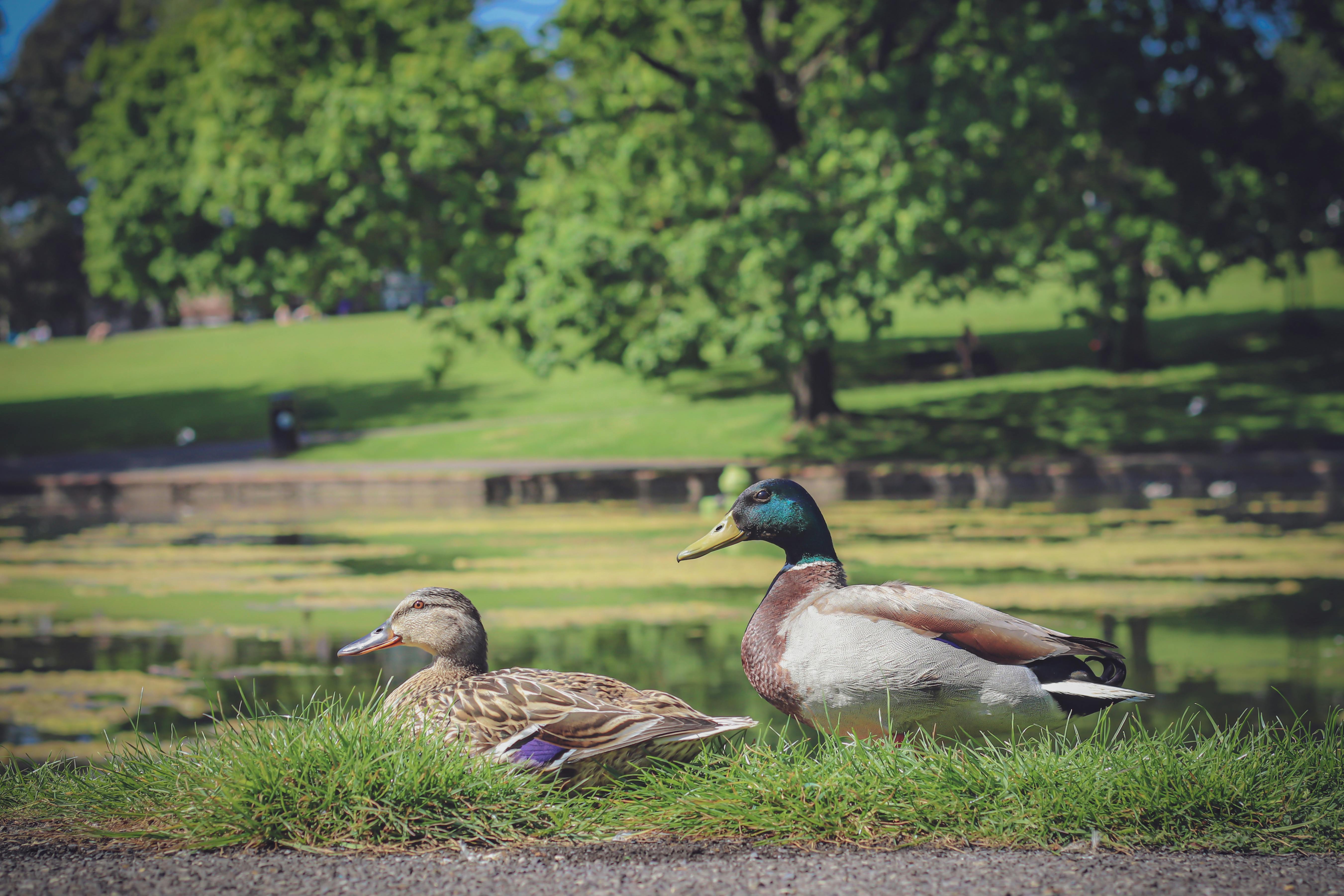 Colorful mallards near pond at daylight · Free Stock Photo