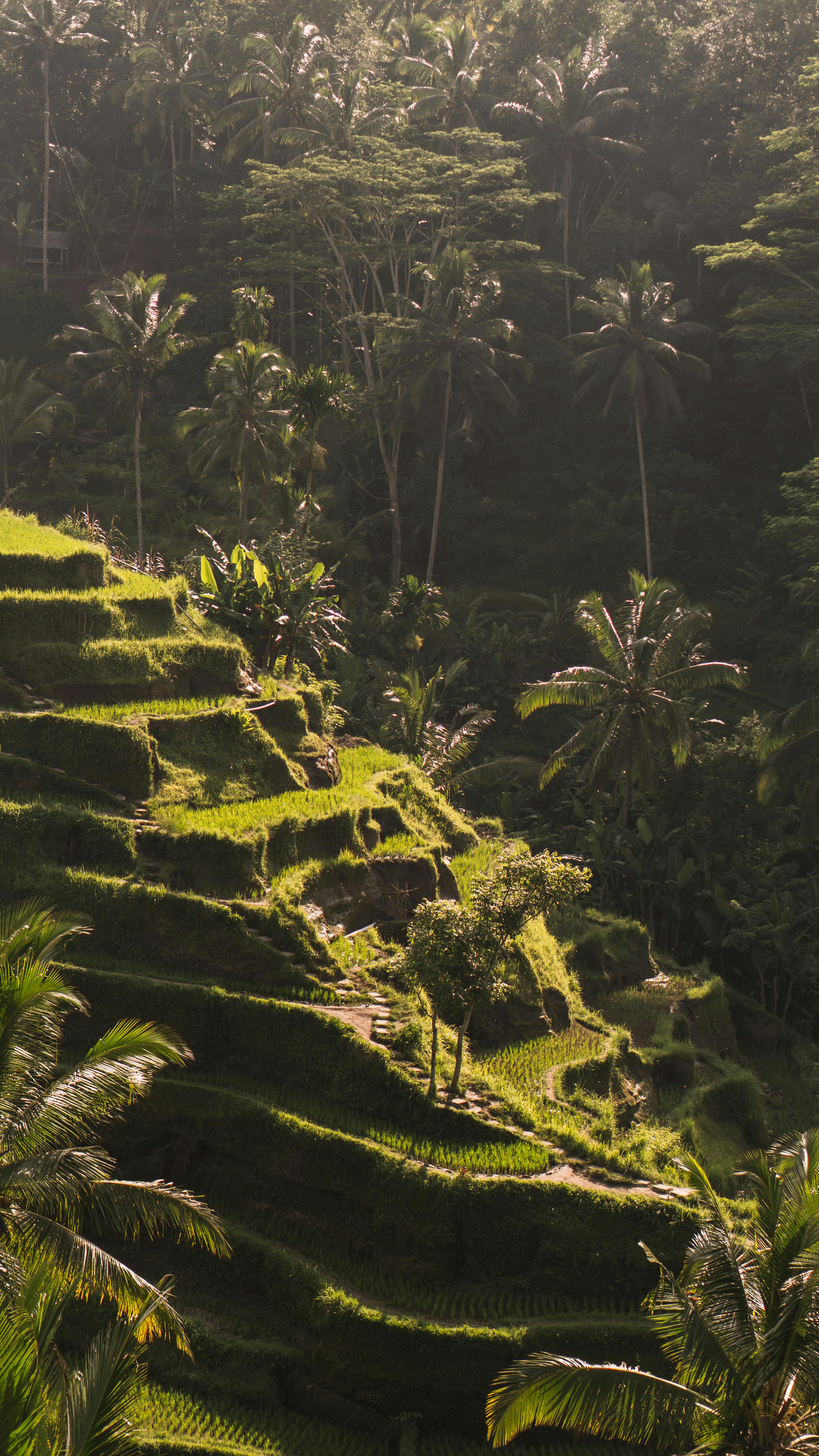A Rice Terraces · Free Stock Photo