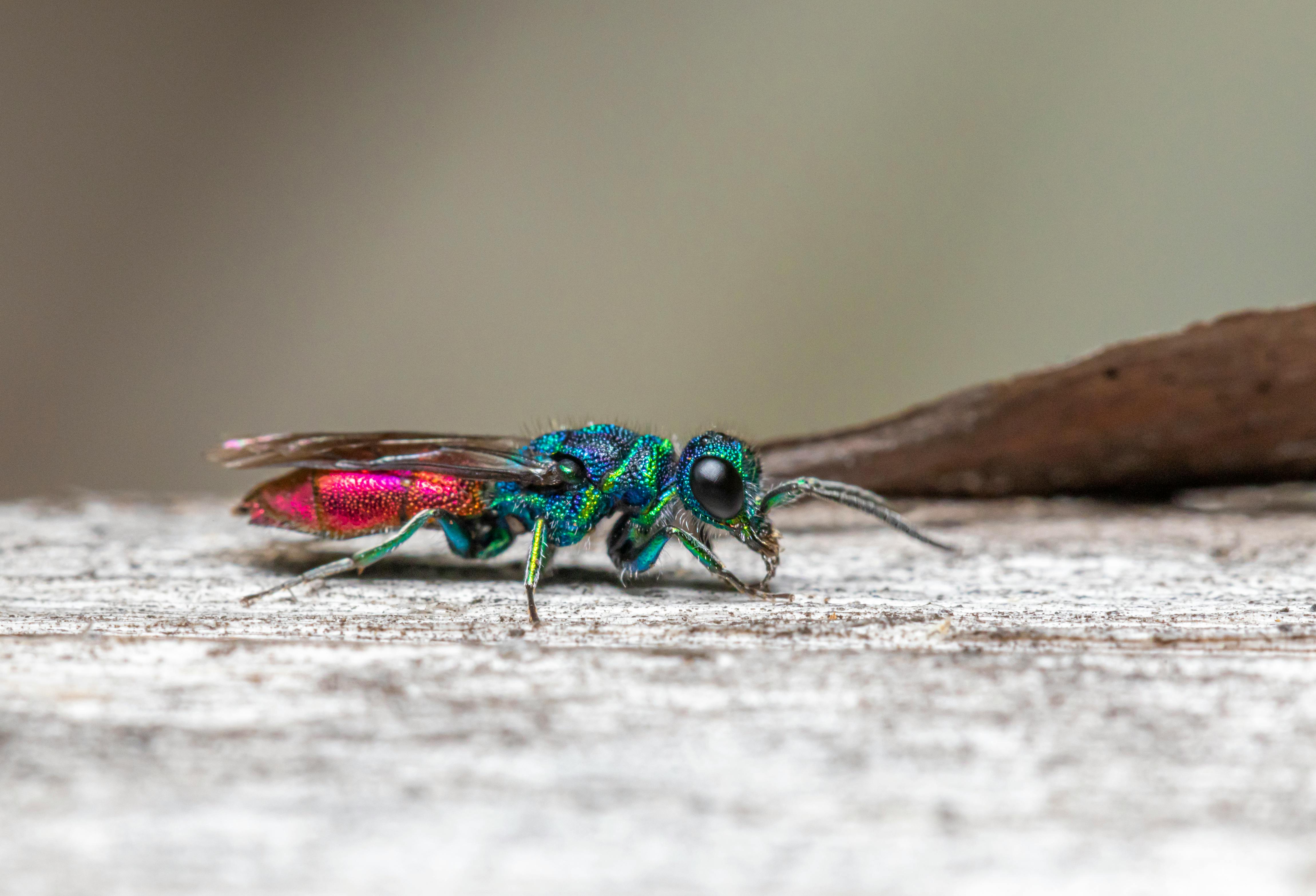 Multicolored Insect In Macro Photography · Free Stock Photo