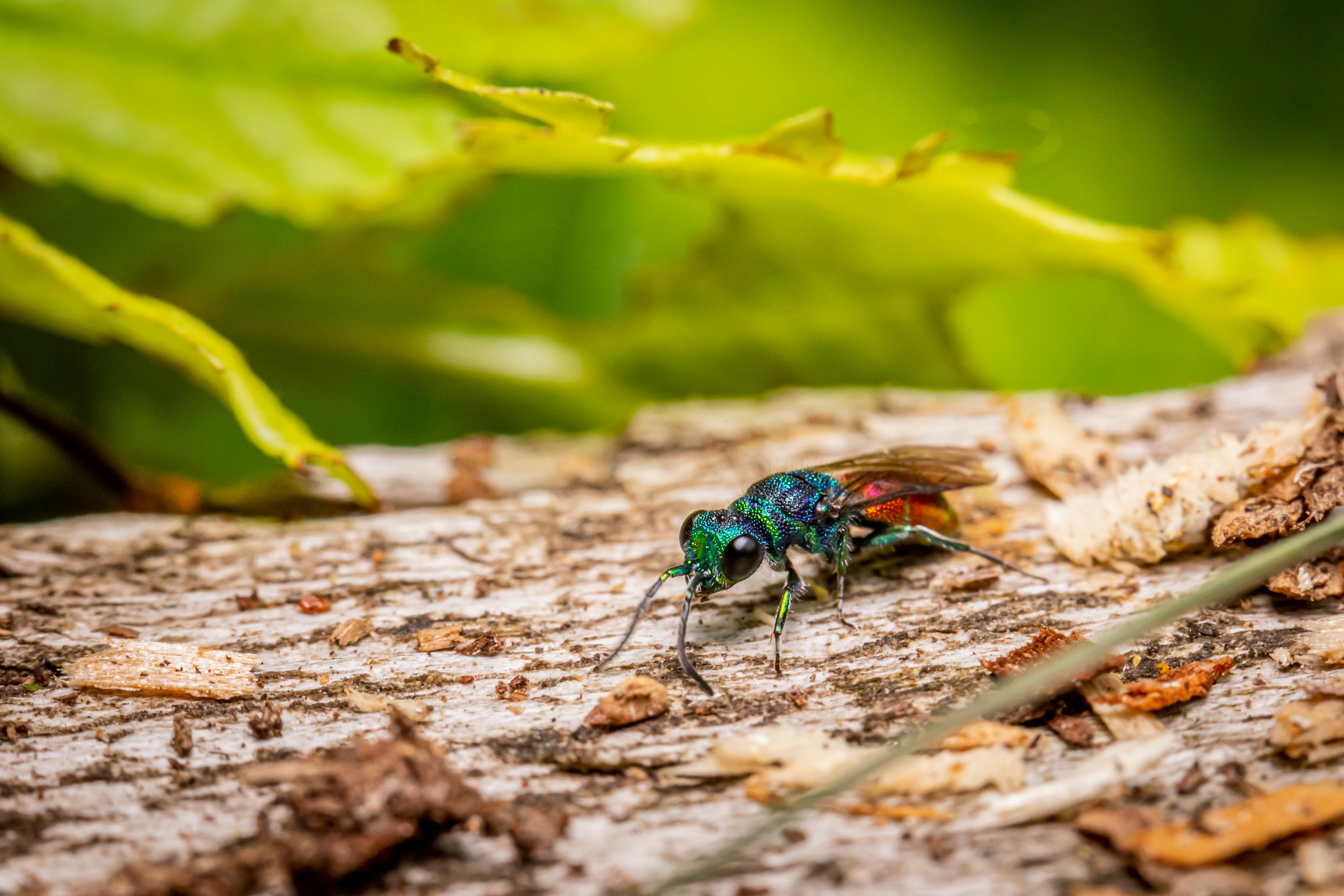 Foto de stock gratuita sobre al aire libre, artrópodo, avispa, avispa ...