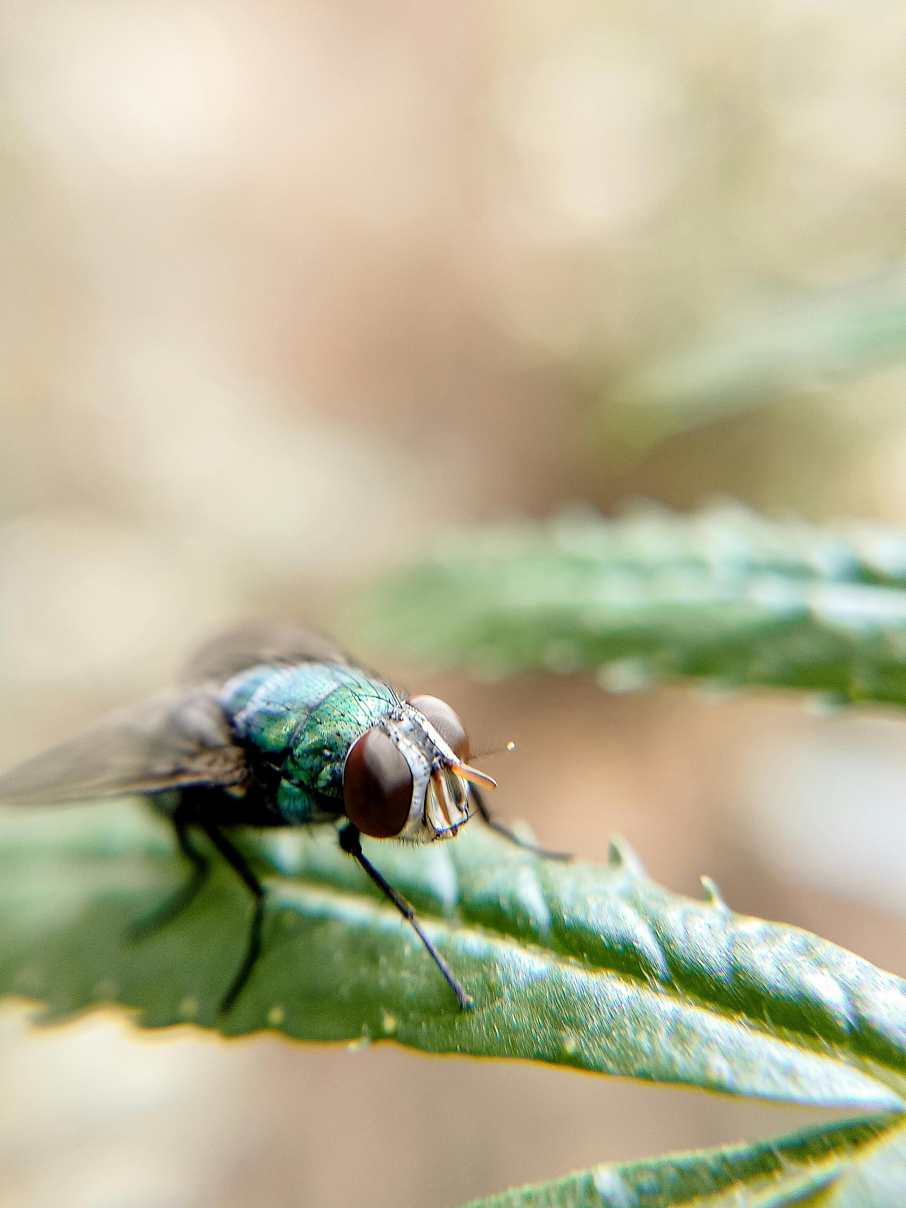 Close Up Photo Black Housefly · Free Stock Photo