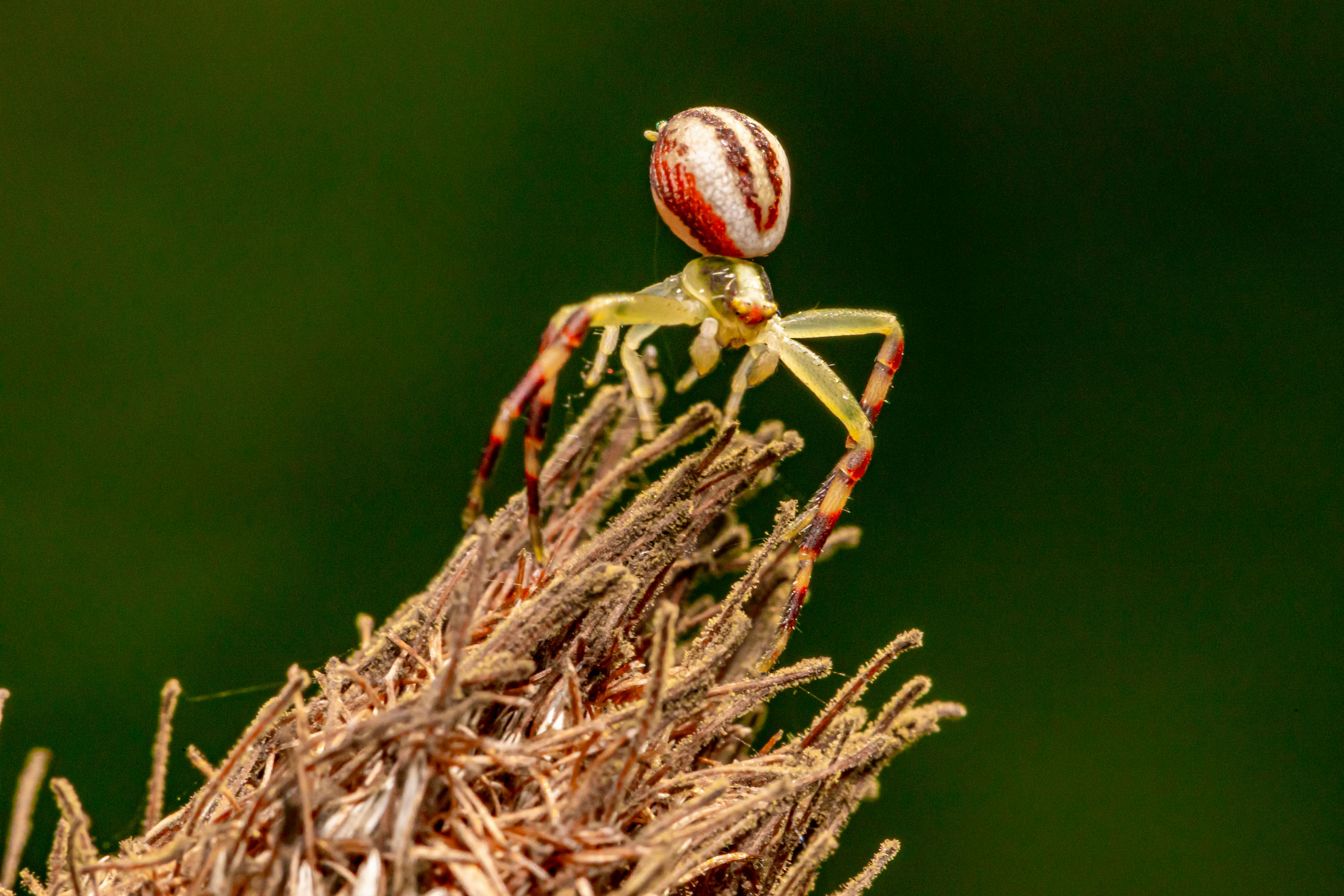 Close Up Shot of Red and Yellow Spider · Free Stock Photo
