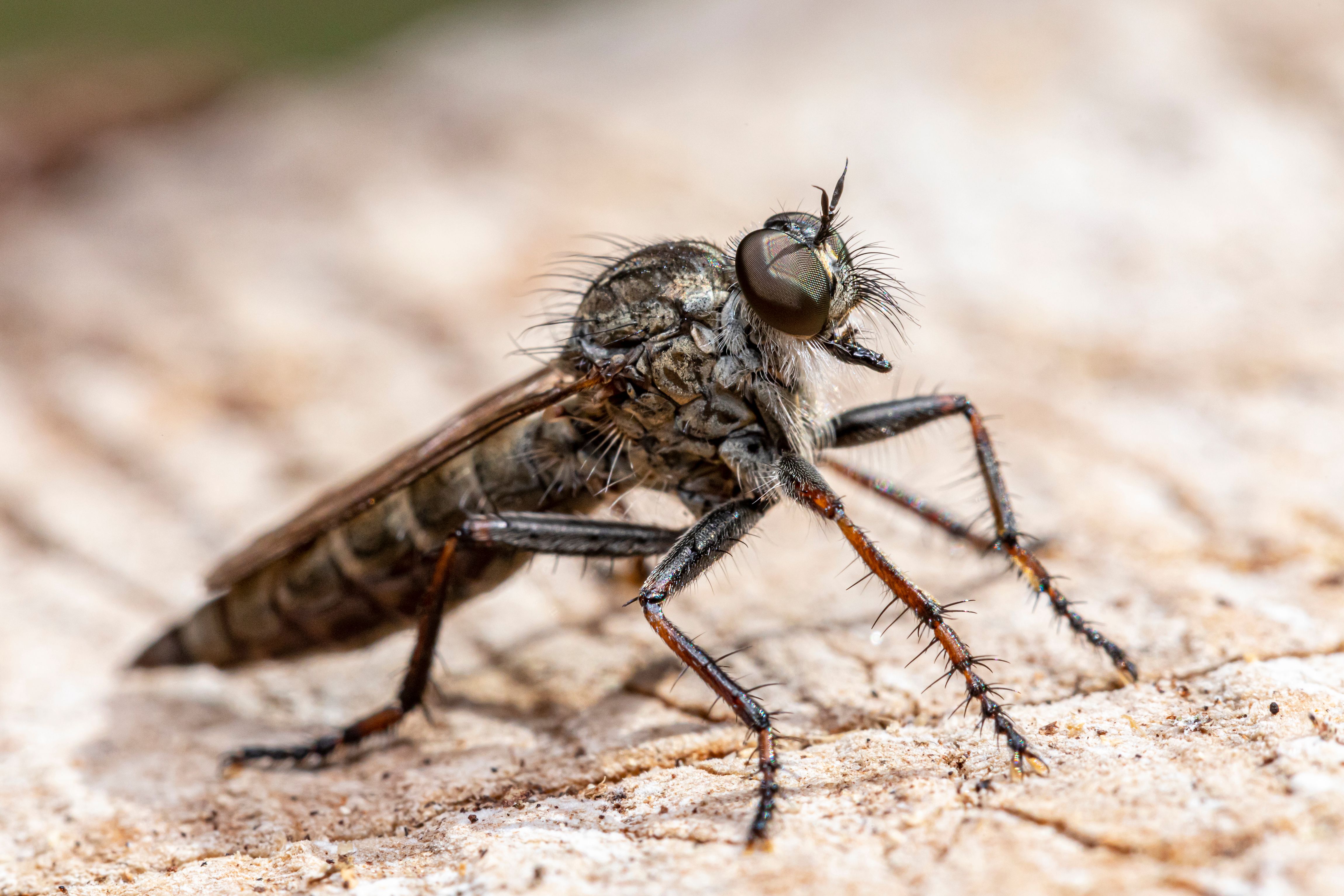 Close Up Shot of a Fly · Free Stock Photo