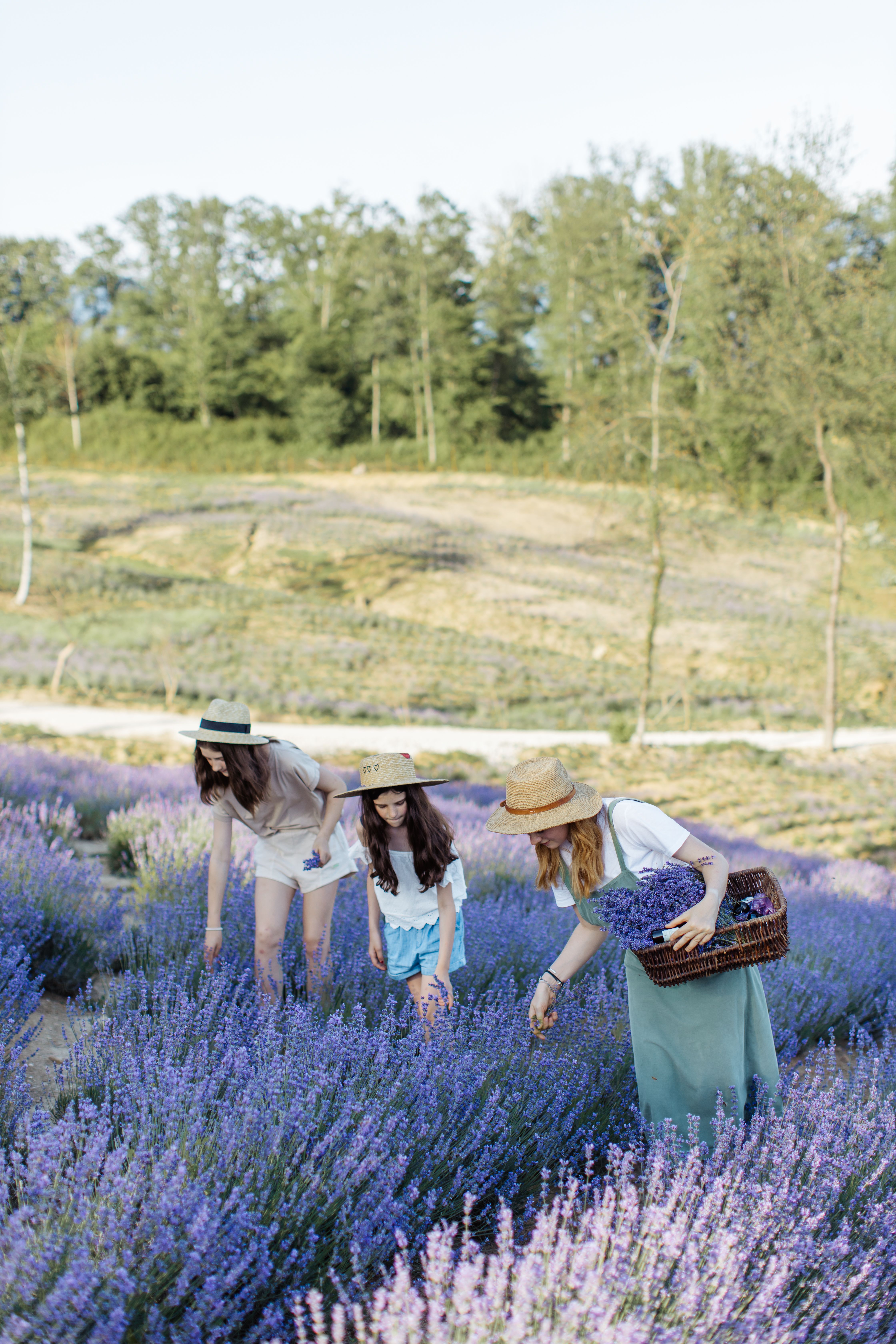 Women Picking Flowers in the Field · Free Stock Photo