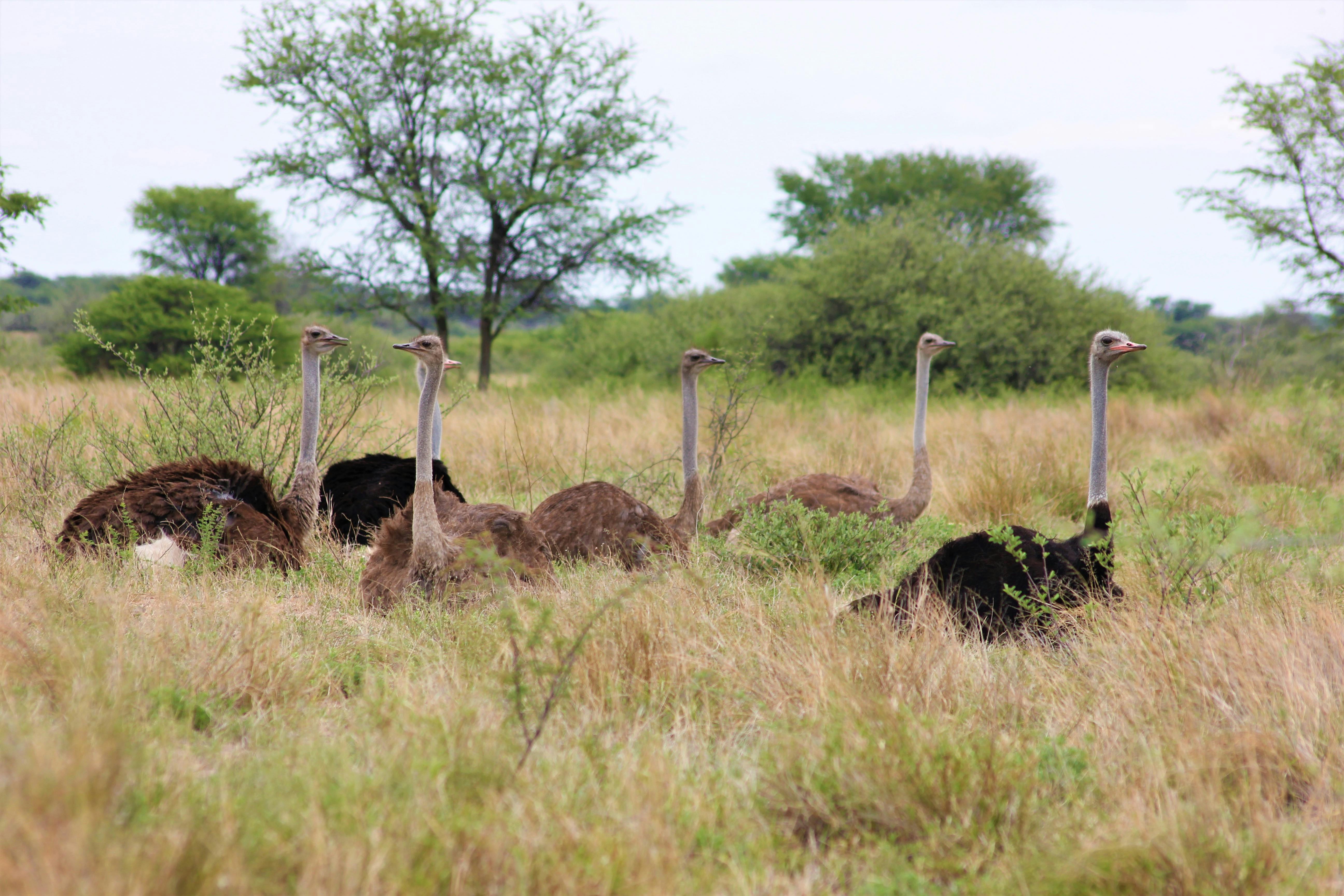 Flock of Ostrich in Grass Field · Free Stock Photo
