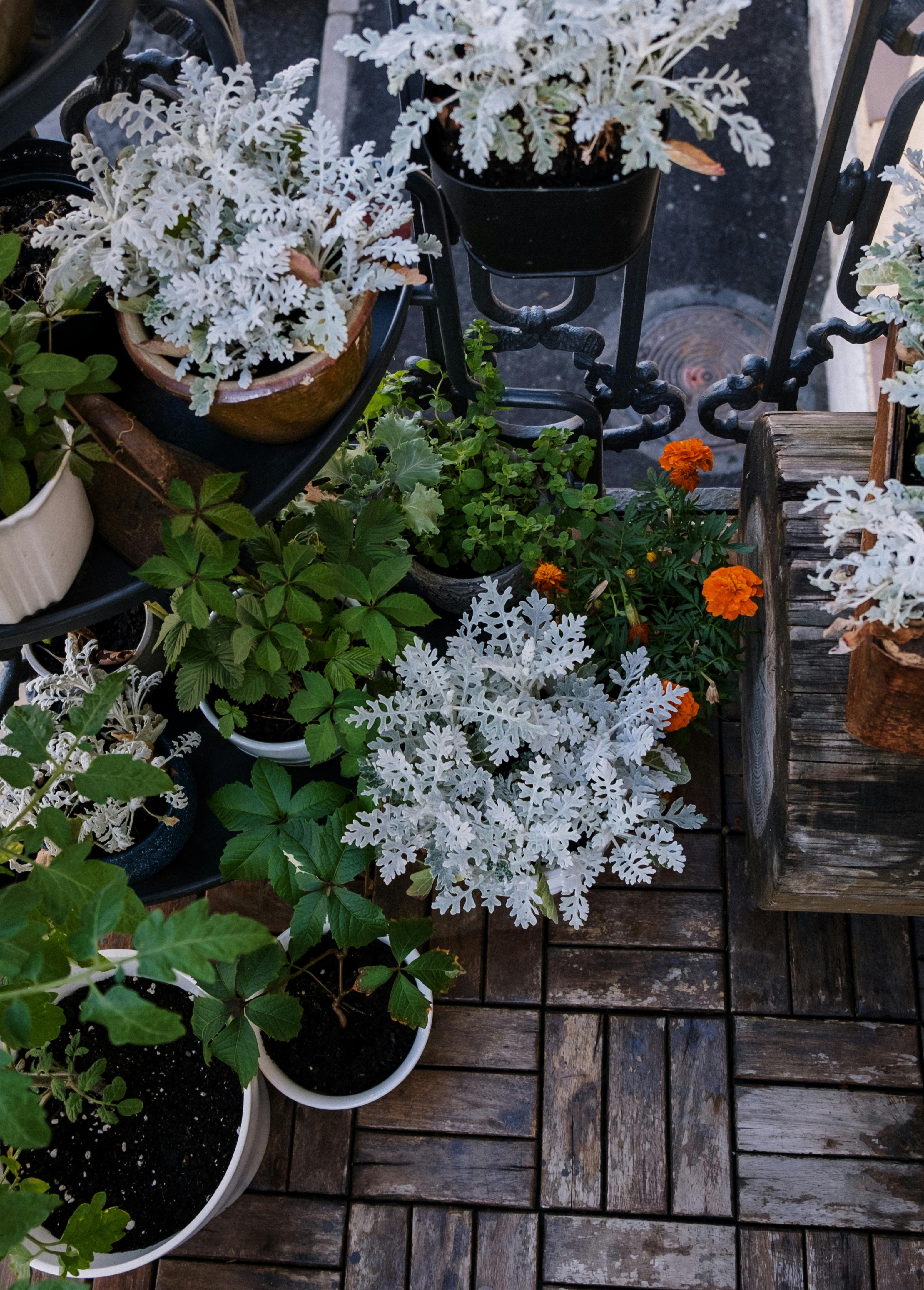 Foto de stock gratuita sobre hierba cana plateada, plantas, plantas de ...