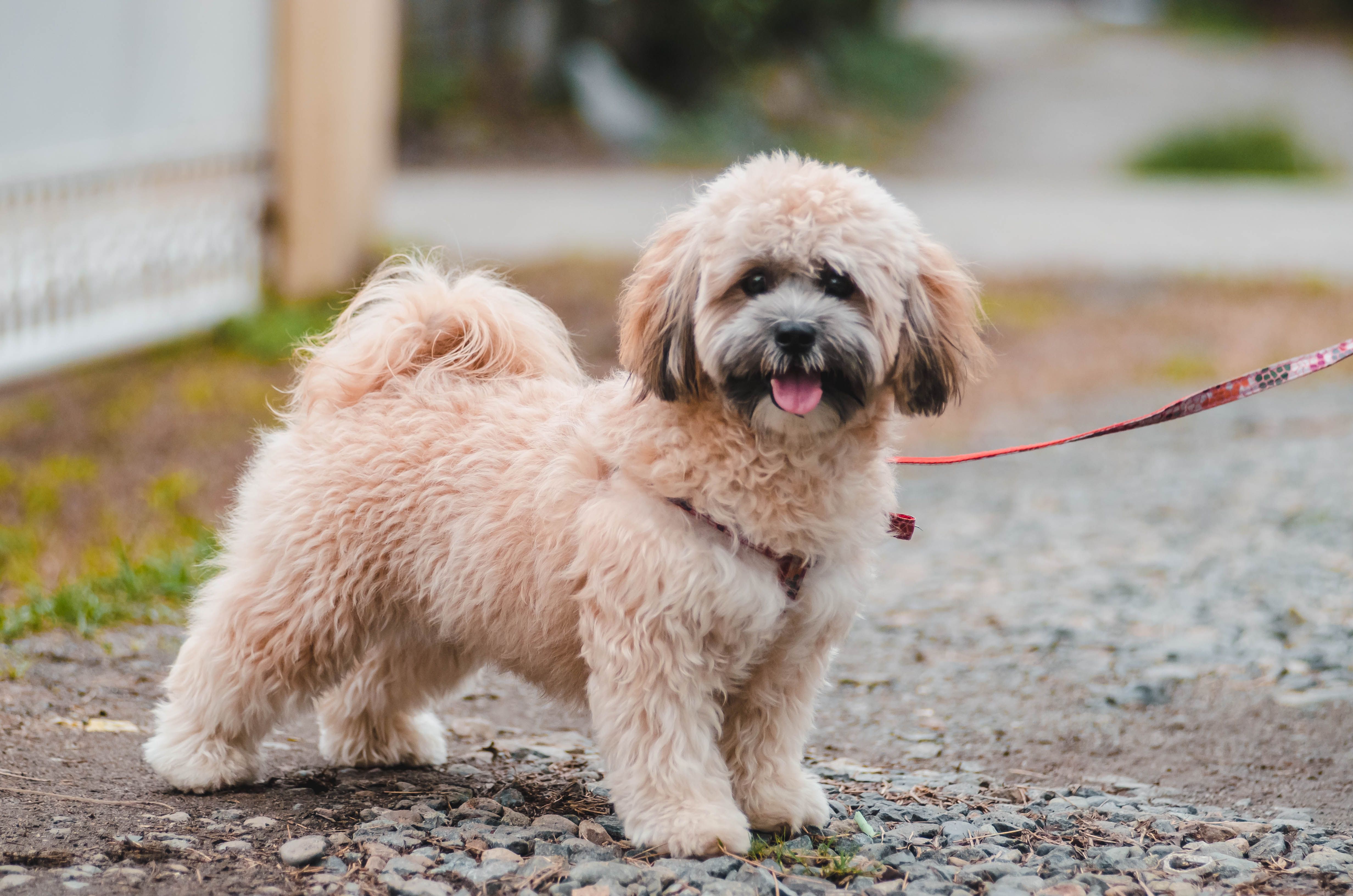 Dog on a Leash · Free Stock Photo