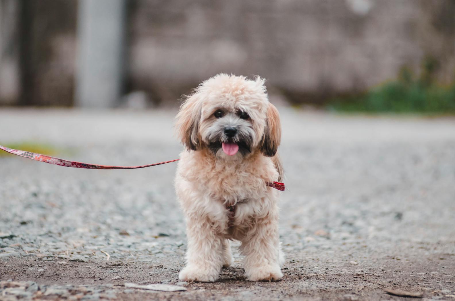 Lhasa Apso History: Ancient Roots to Today's Popular Breed