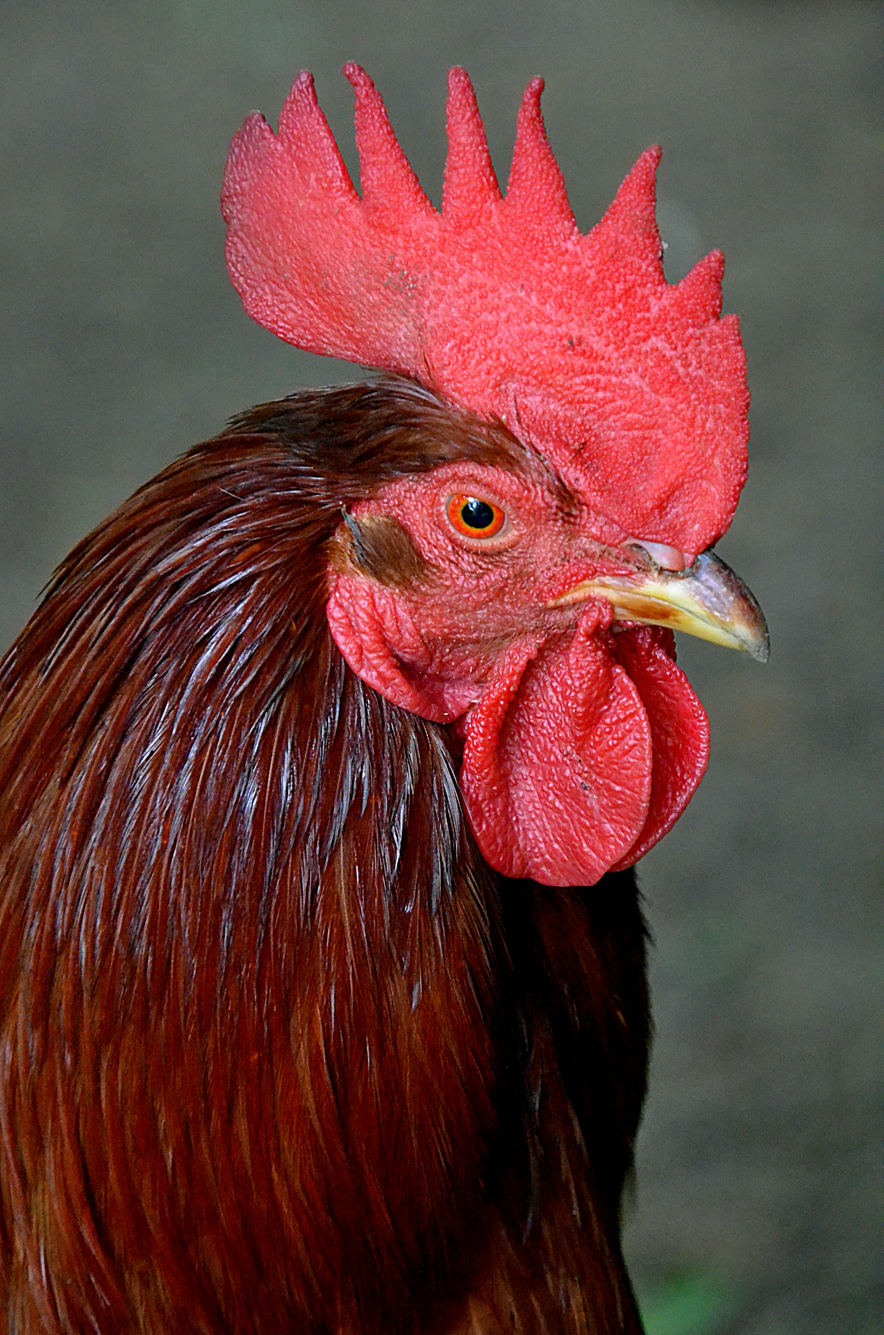 Red Rooster in Close Up Photography · Free Stock Photo
