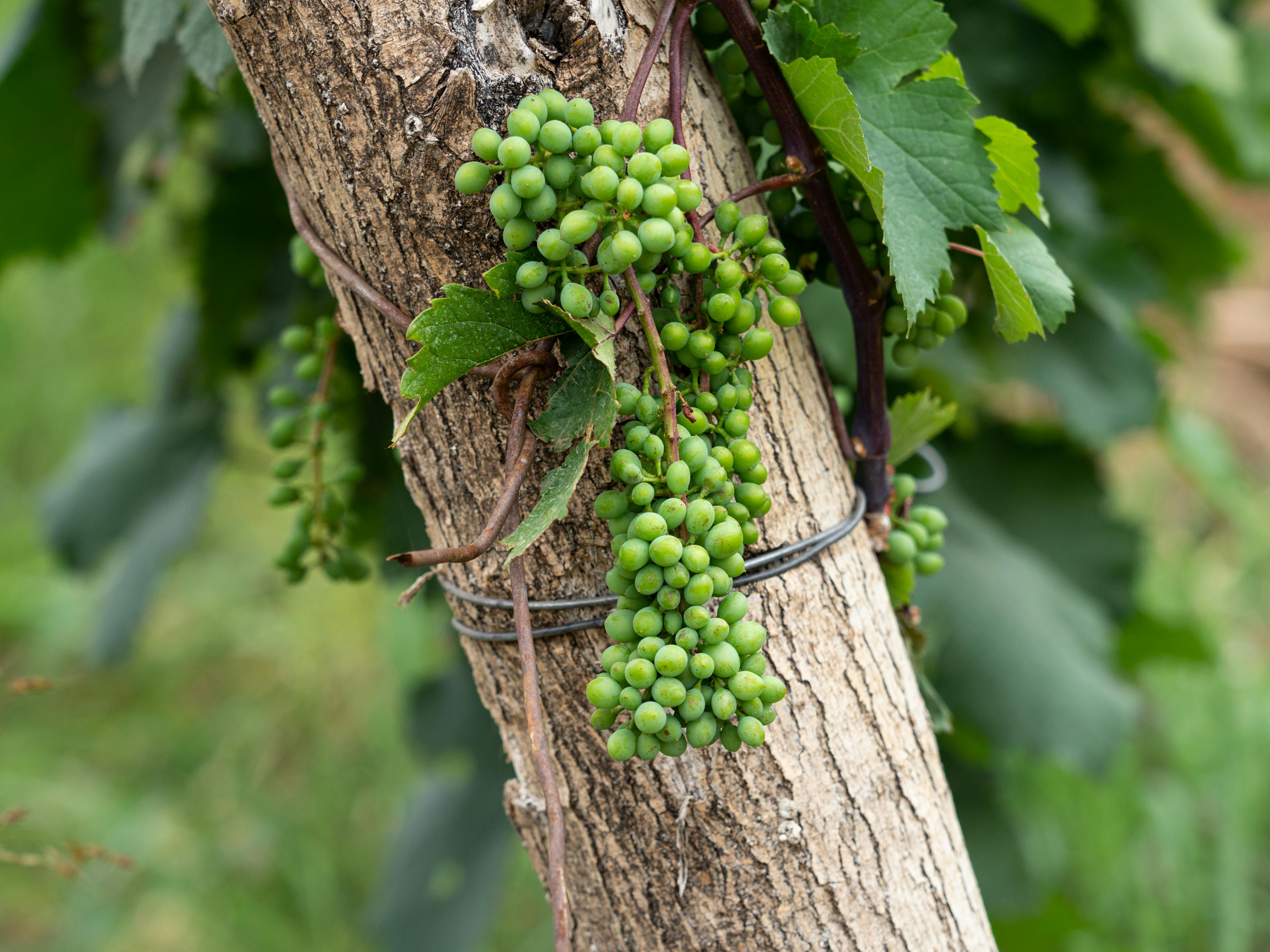 Green Grapevine in Close Up · Free Stock Photo