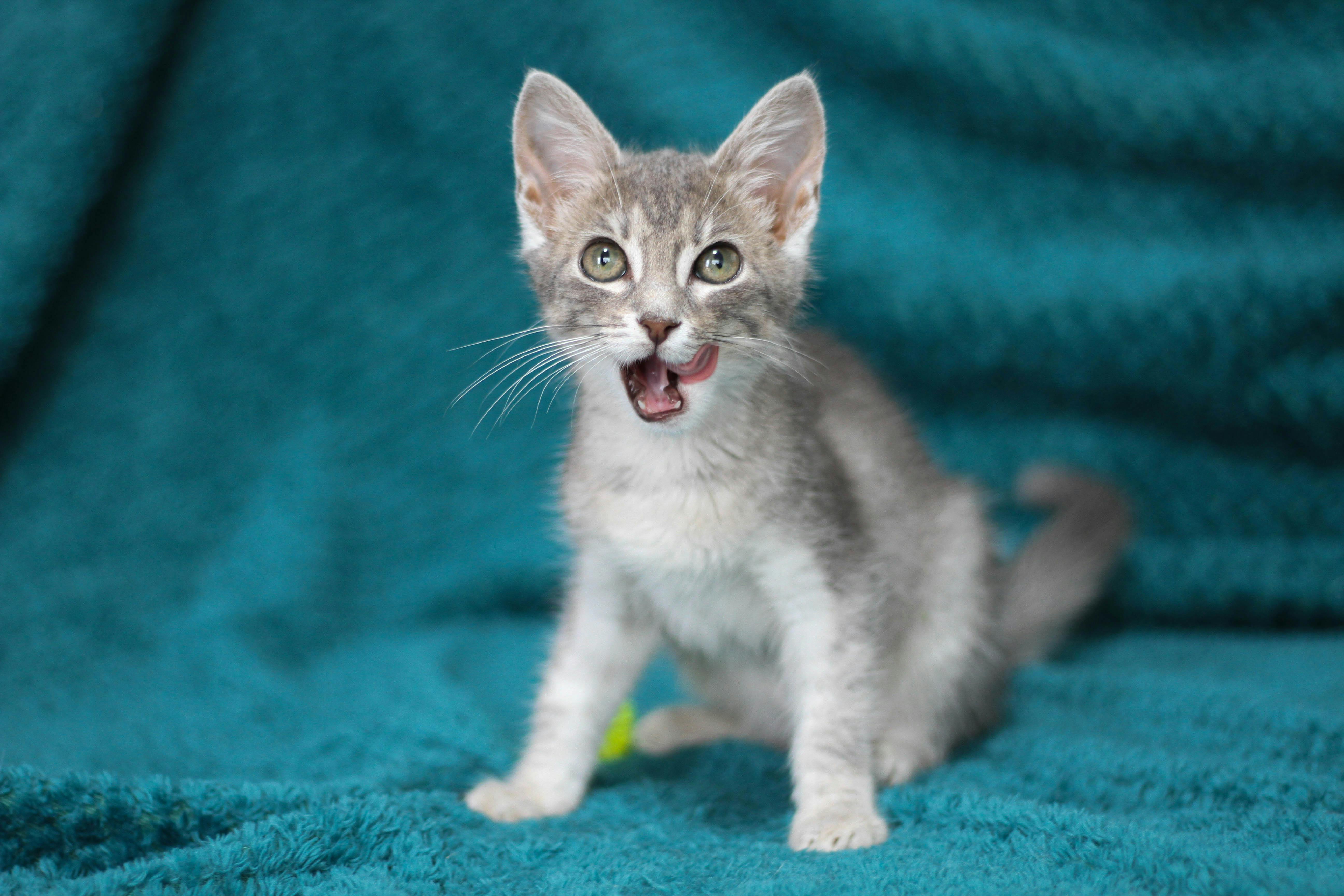 Close Up Photo of a Kitten · Free Stock Photo