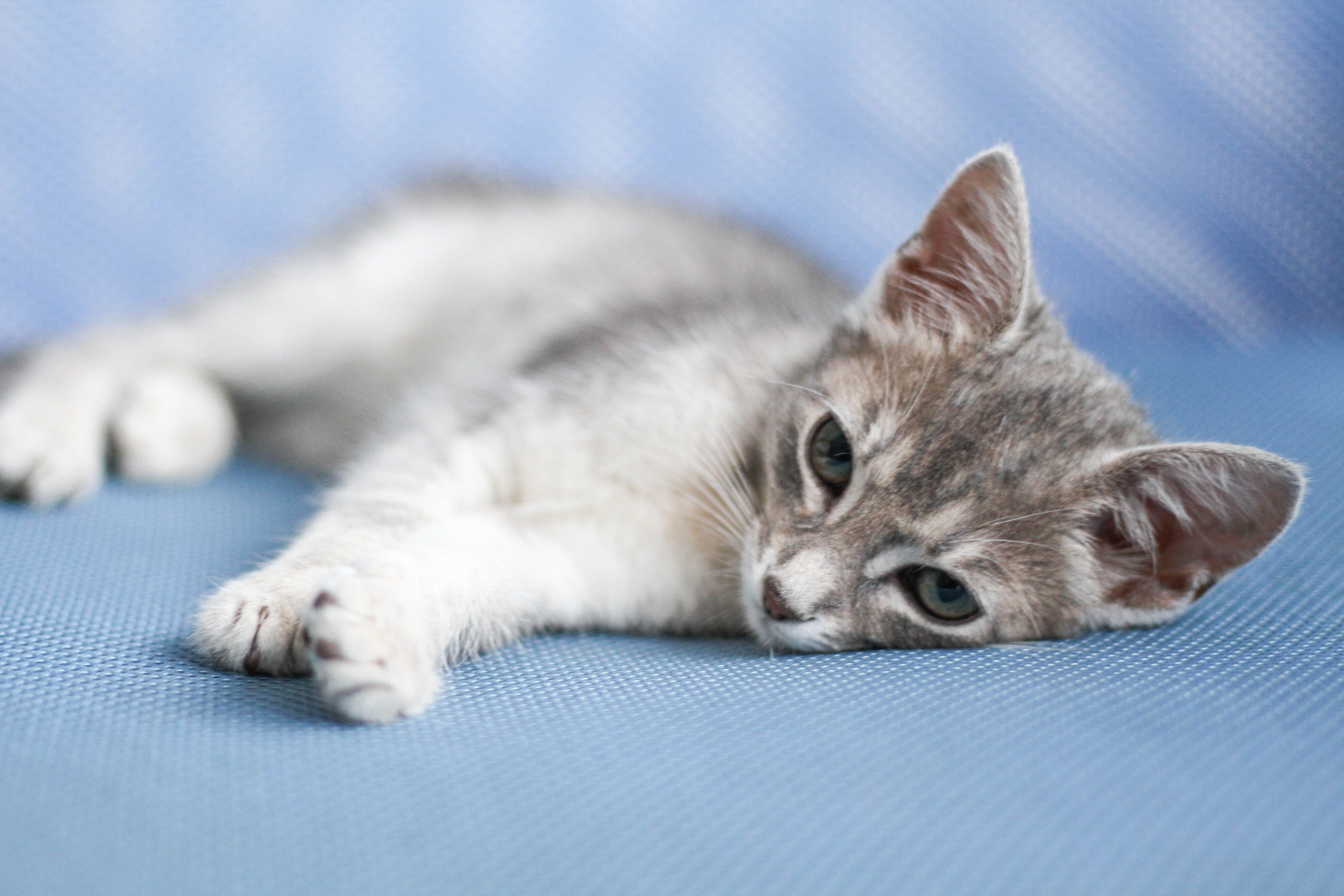 2,000+ Best Hello Kitty Photos · 100% Free Download · Pexels Stock Photos