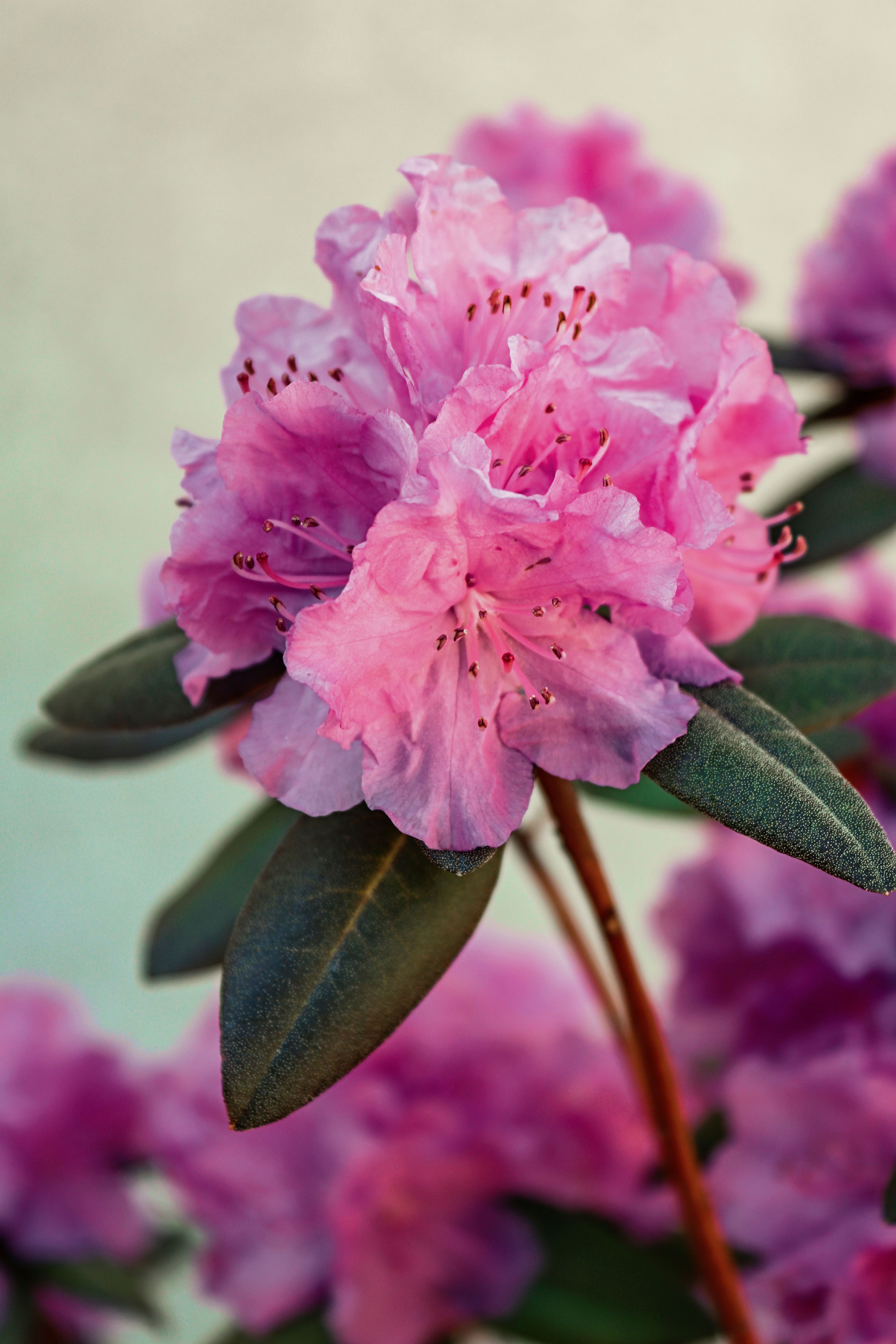 61+ Best Free Azalea Stock Photos & Images · 100% Royalty-Free HD Downloads