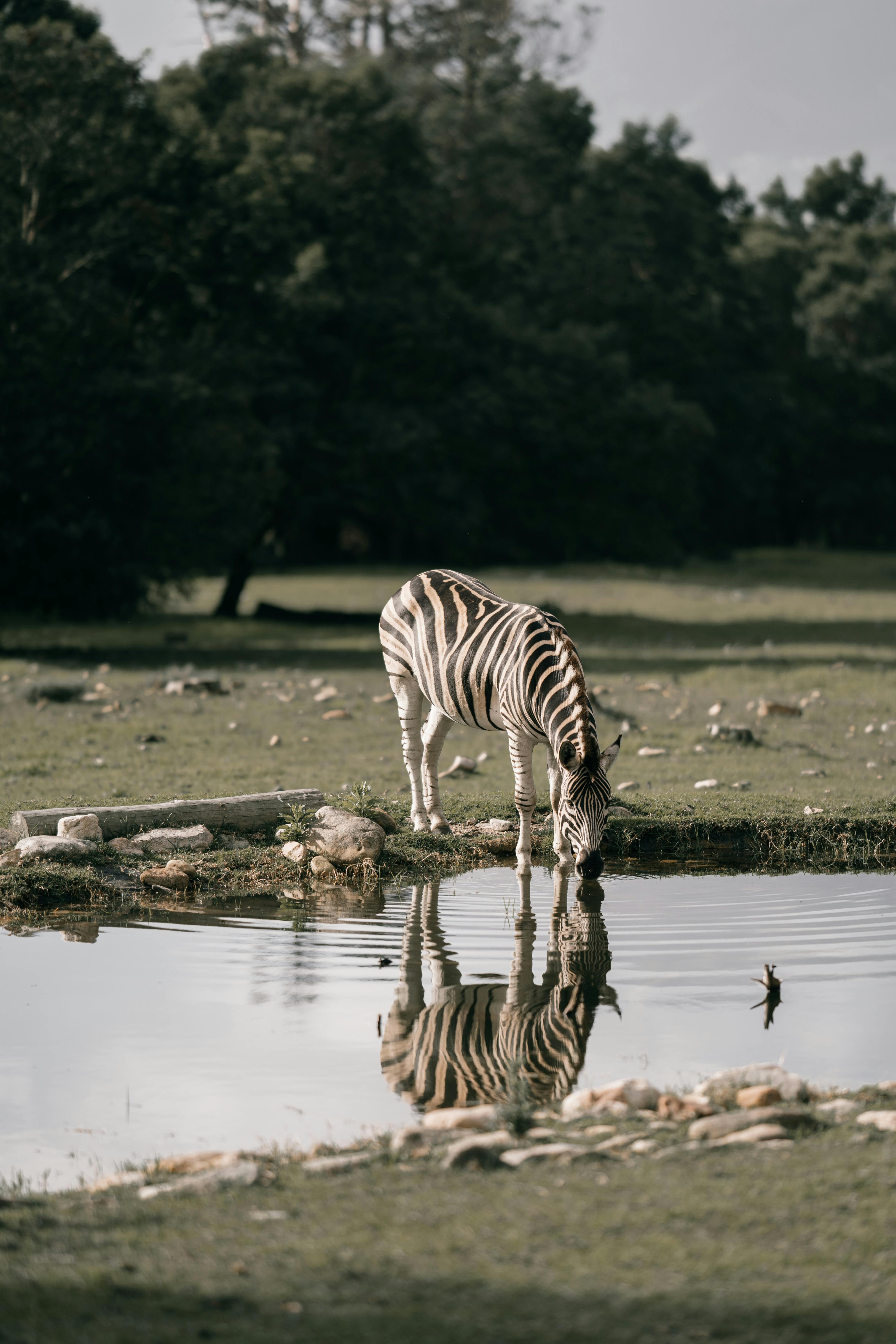 Zebra Drinking Water on Pond · Free Stock Photo