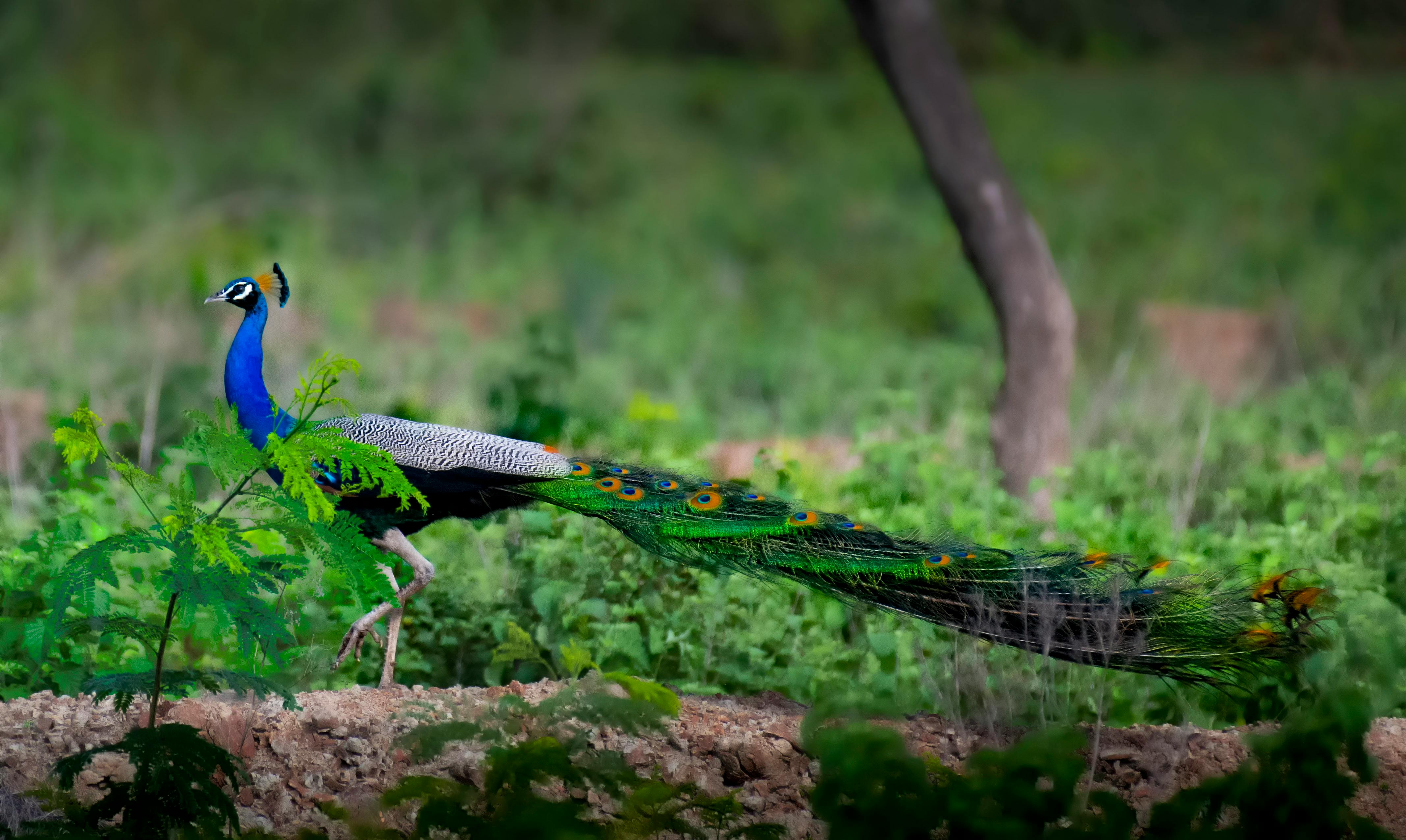 Bird Walk Cycle Photos, Download The BEST Free Bird Walk Cycle Stock ...