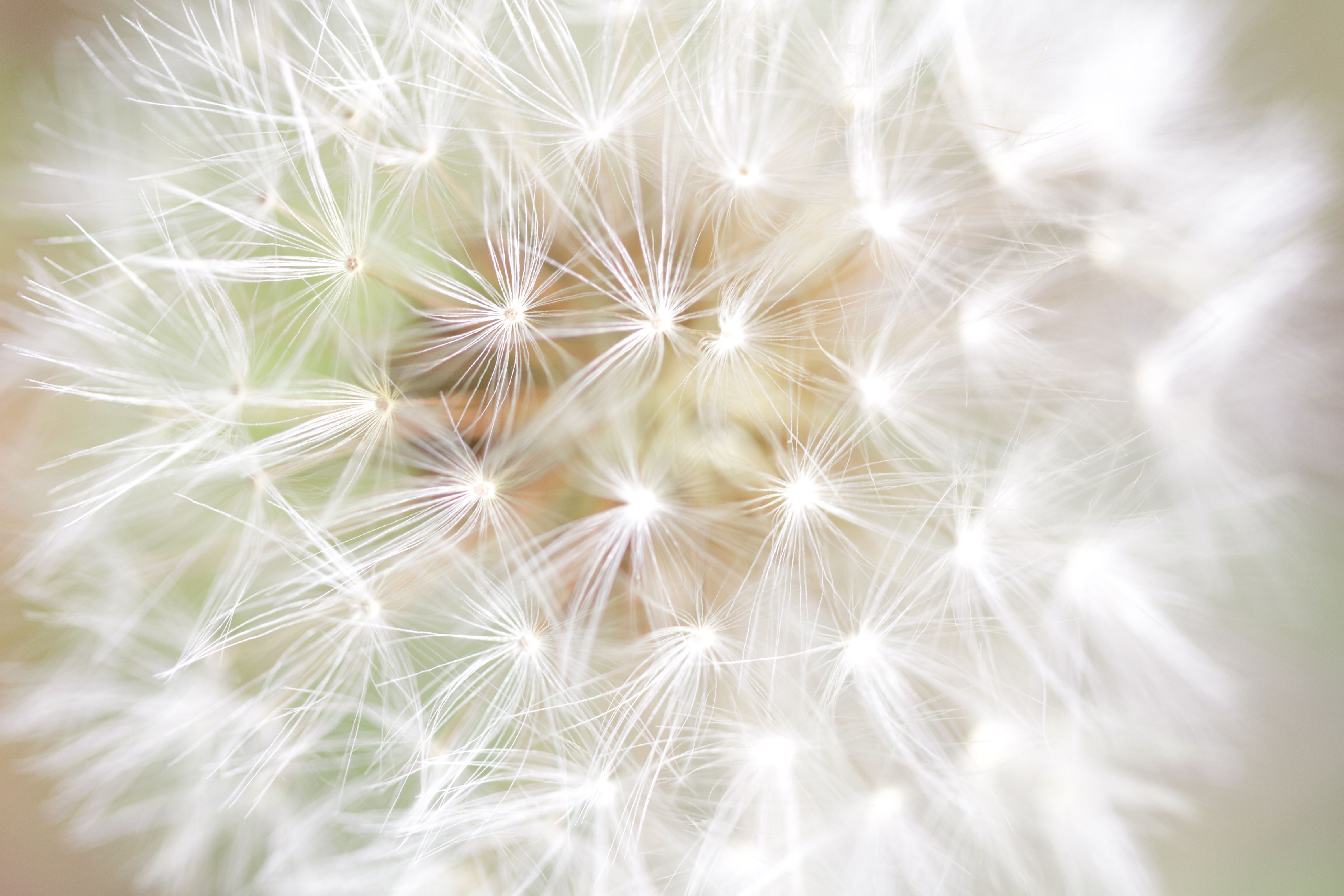 White Flower on a White Background · Free Stock Photo