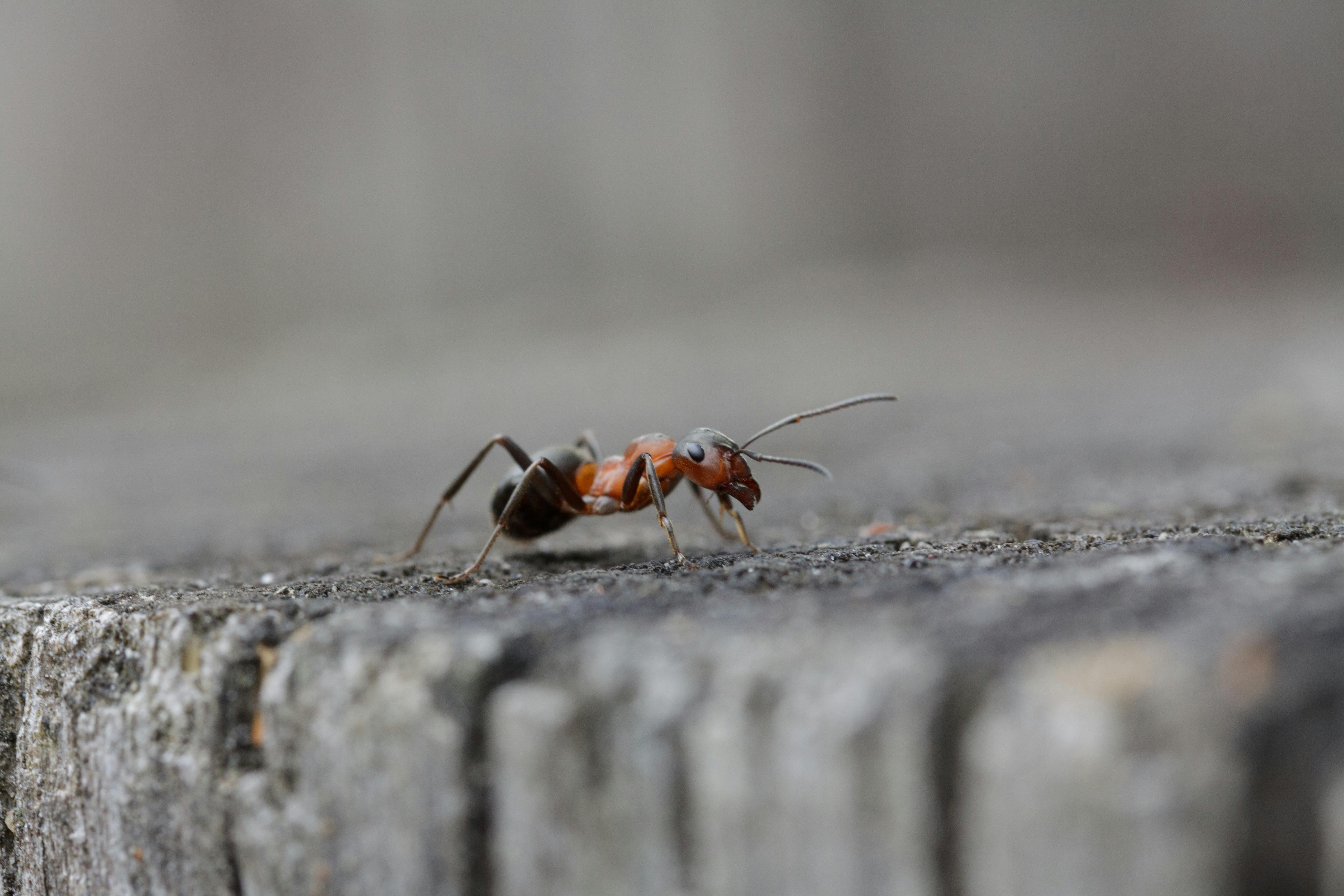 Extreme Close-up of an Ant · Free Stock Photo