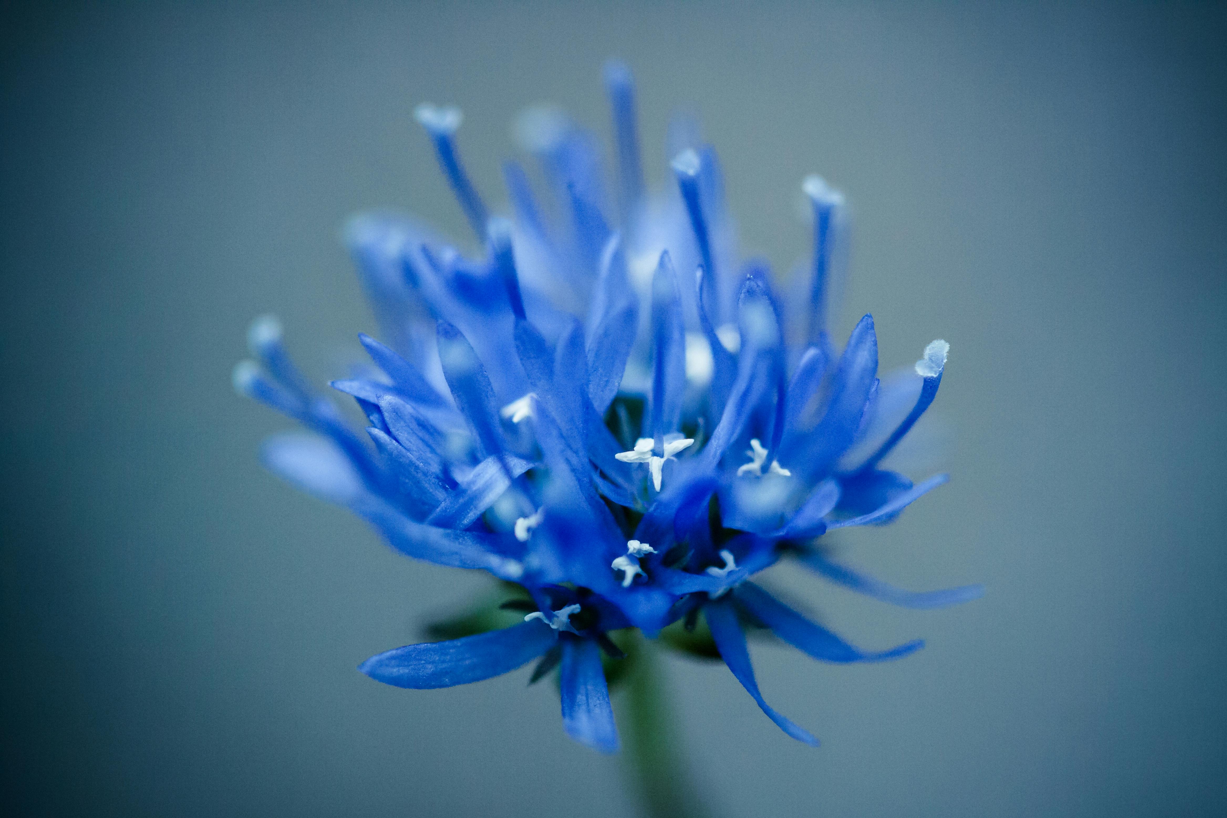 Blue Flower in Bloom · Free Stock Photo