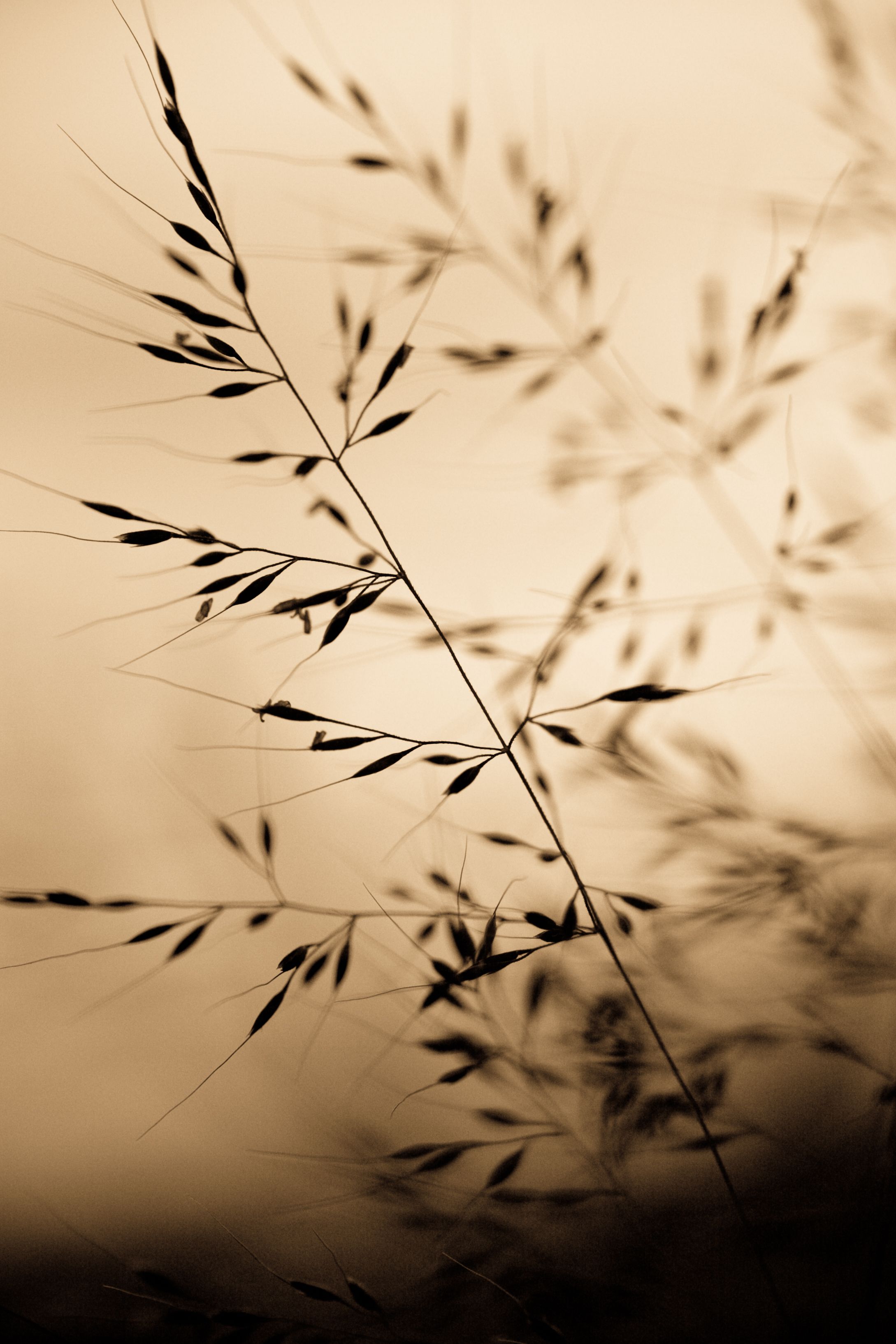 Sepia Photo of Grass · Free Stock Photo