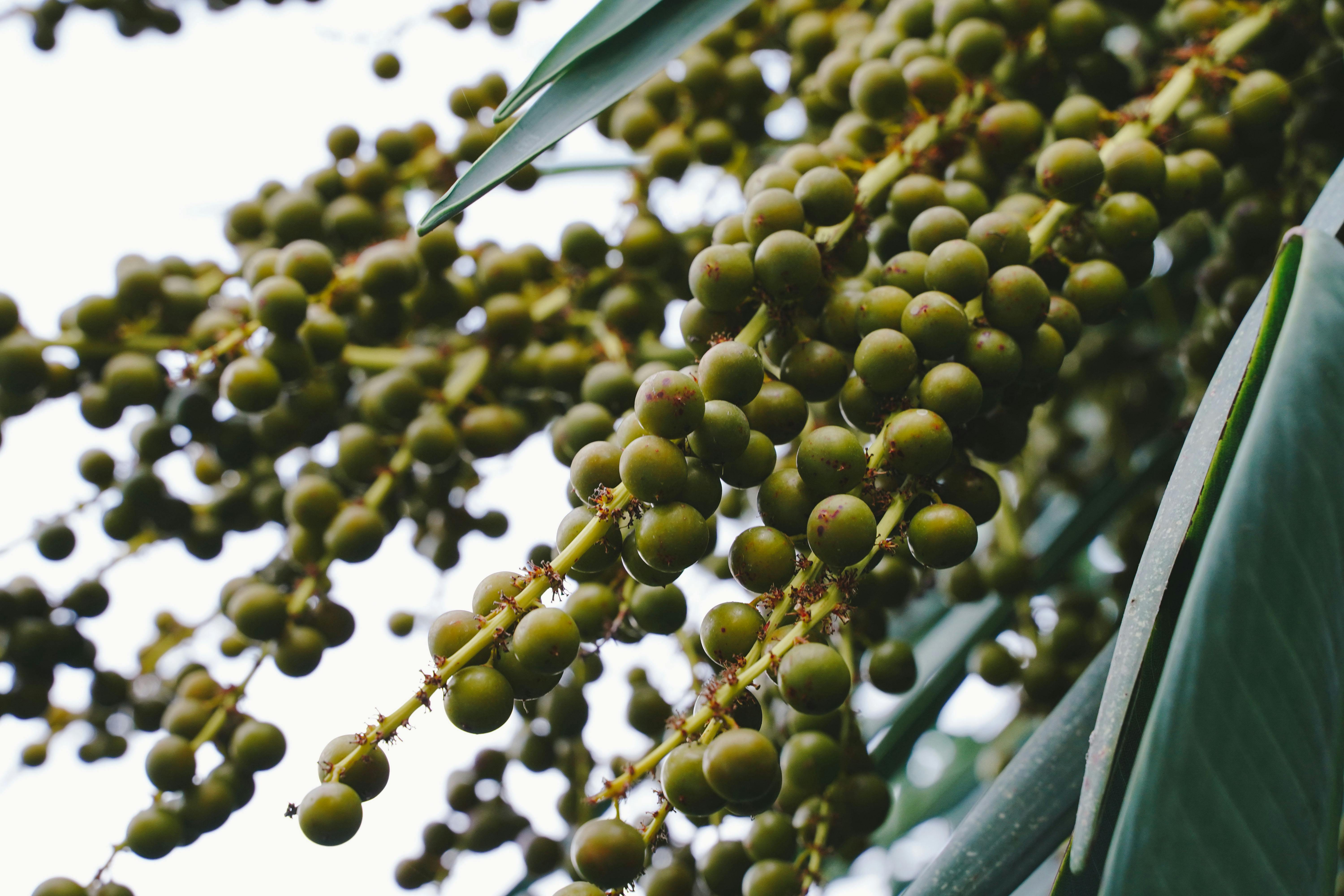 Green Round Fruits Hanging from Tree · Free Stock Photo