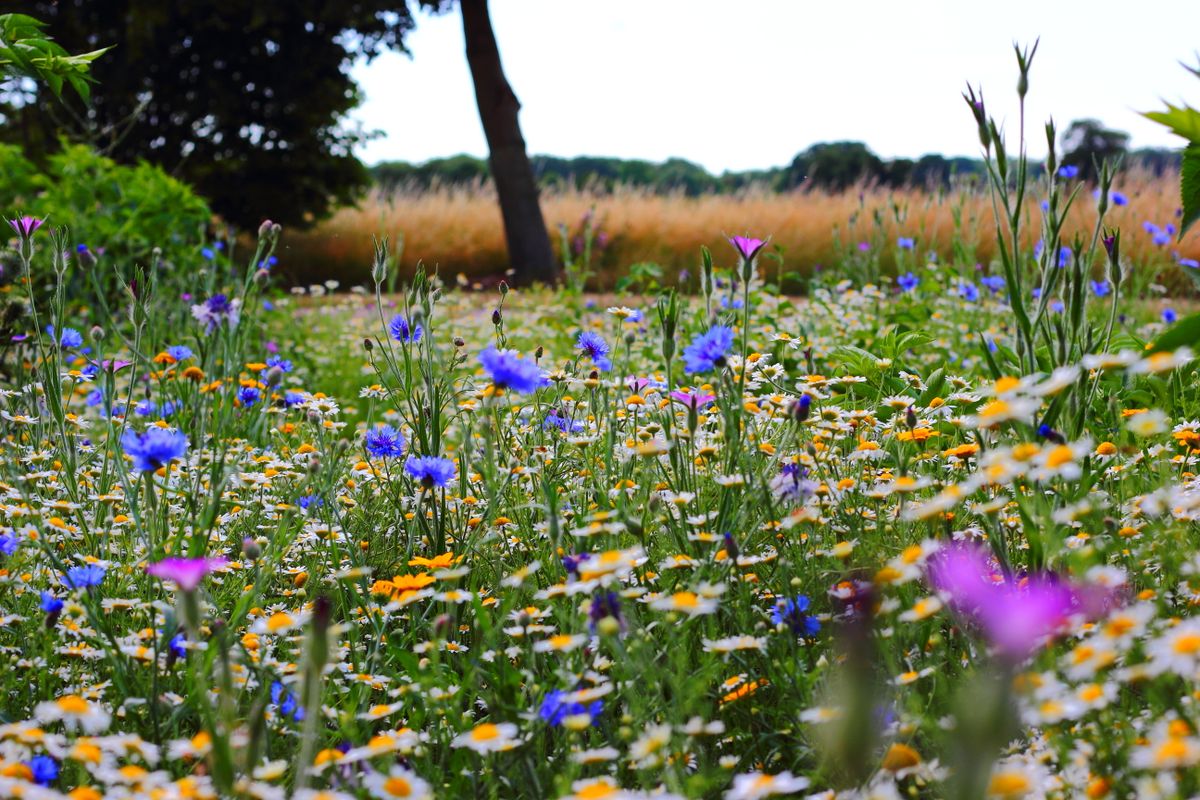 Summer Flowers Photos, Download The BEST Free Summer Flowers Stock ...