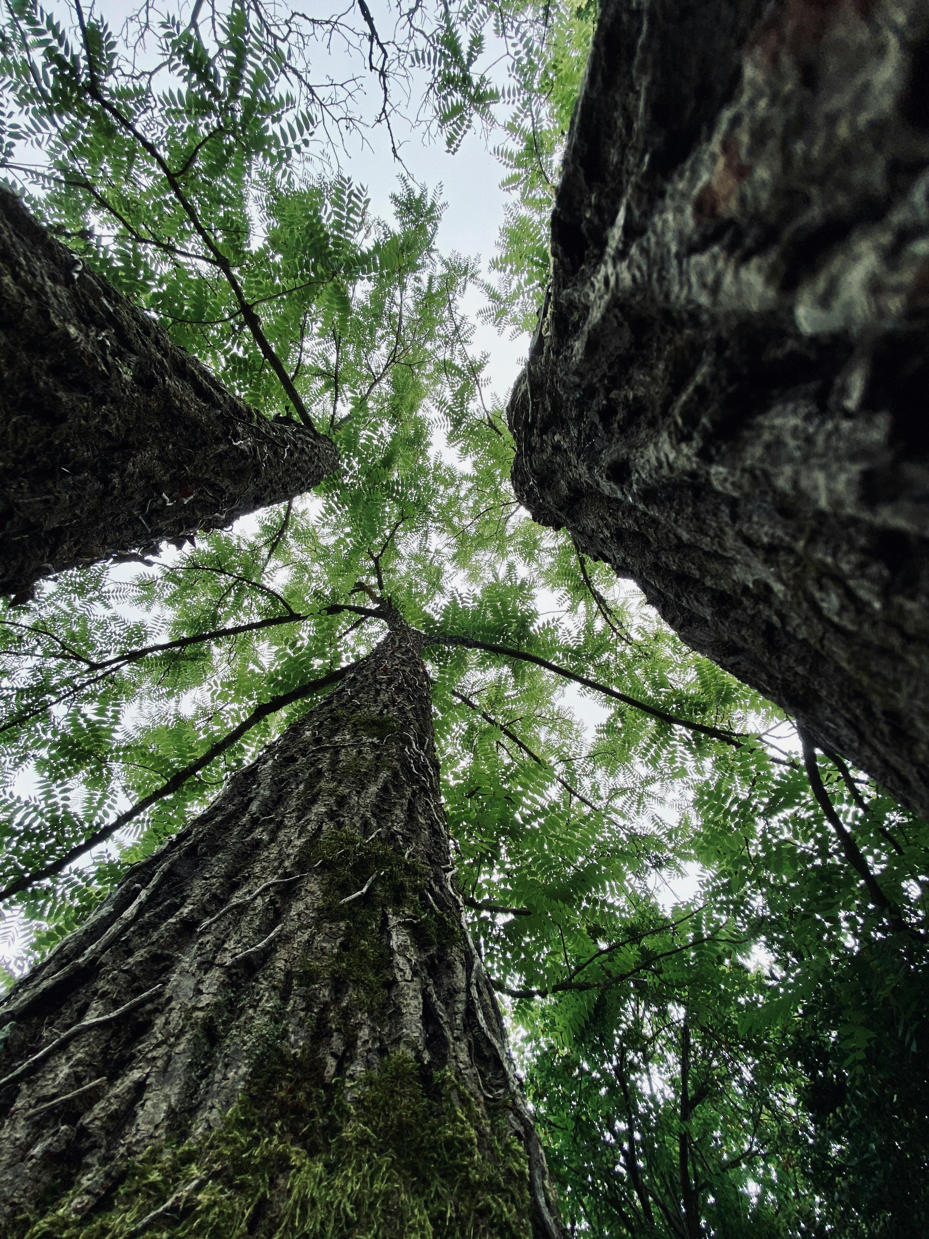 Low Angle Photography Of Trees · Free Stock Photo